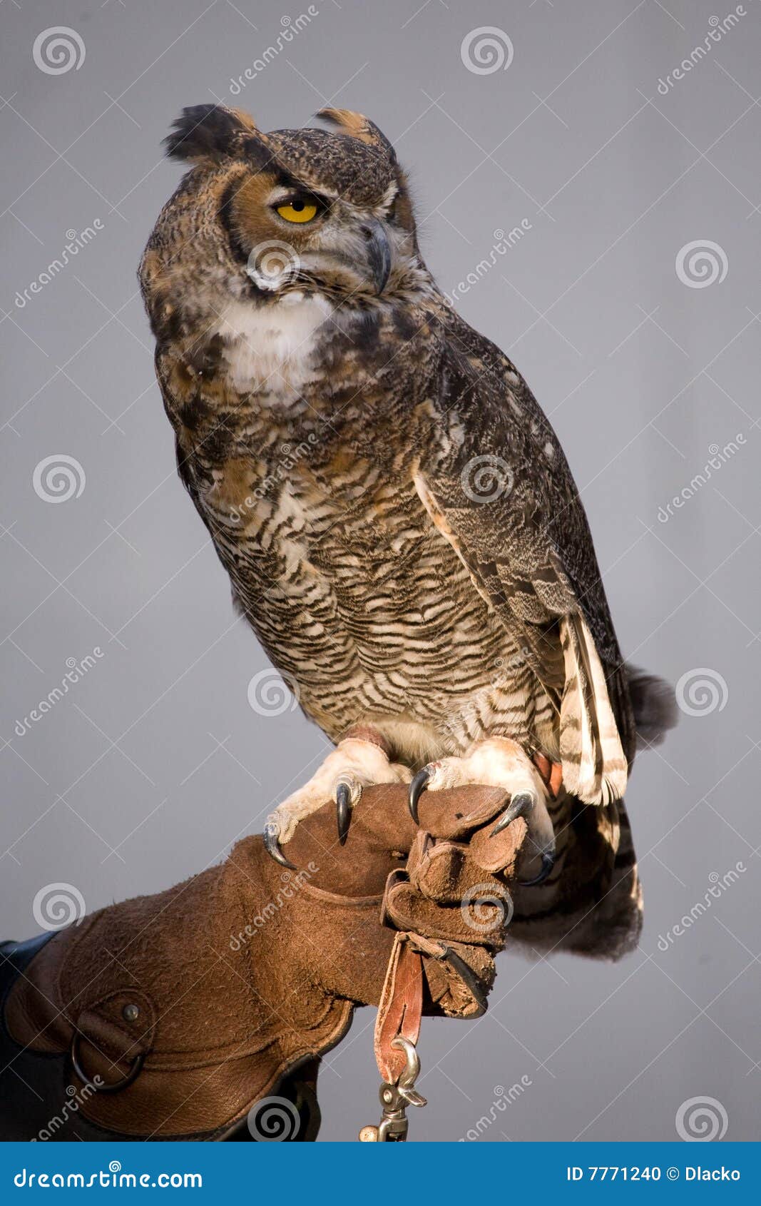 Owl sitting stock photo. Image of wings, bird, raptor - 7771240