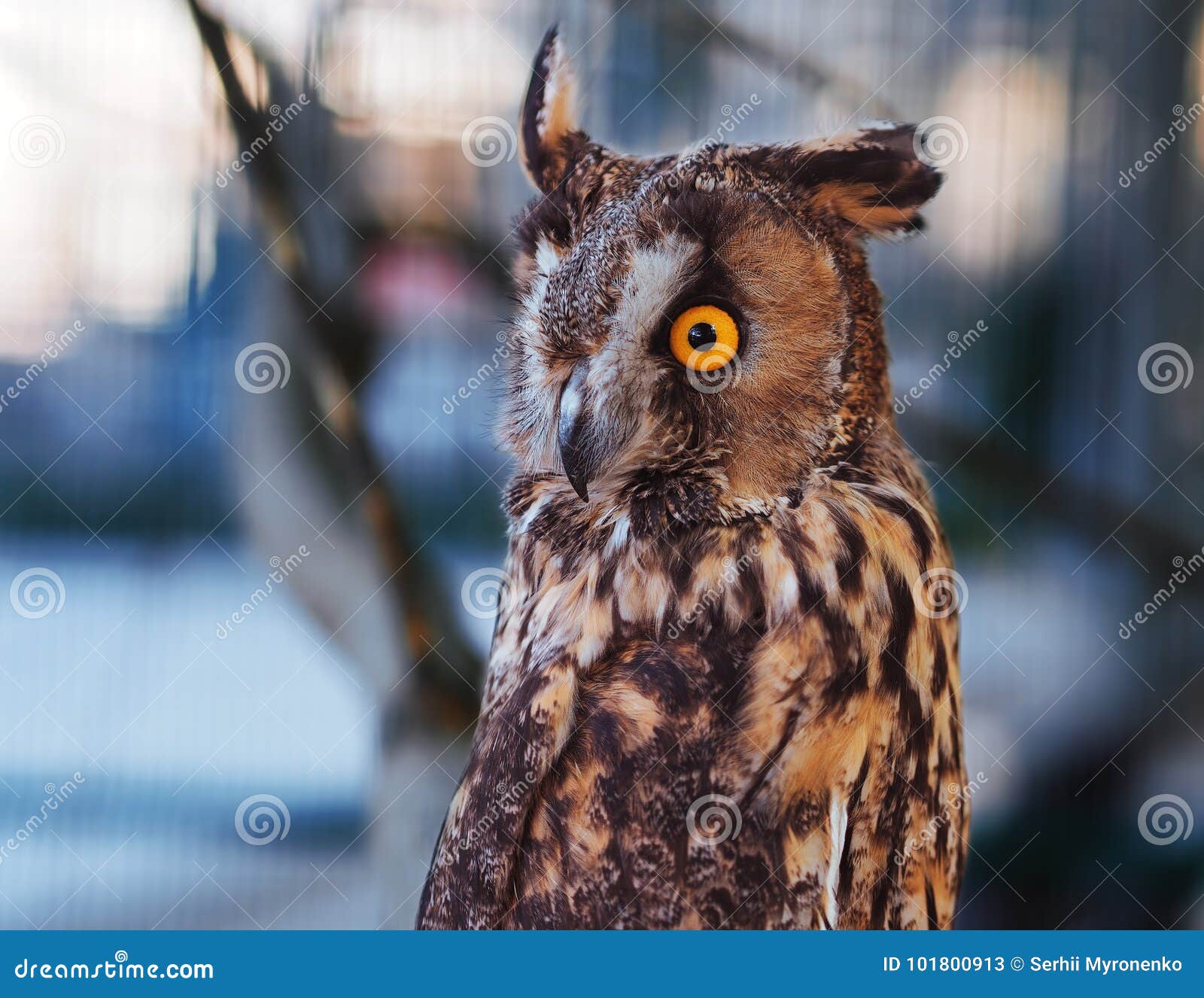 Owl sitting at the bench stock image. Image of orange - 101800913