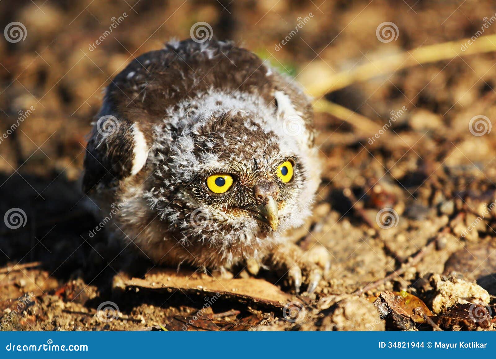 A owl sitting on ground stock photo. Image of color, biodiversity ...