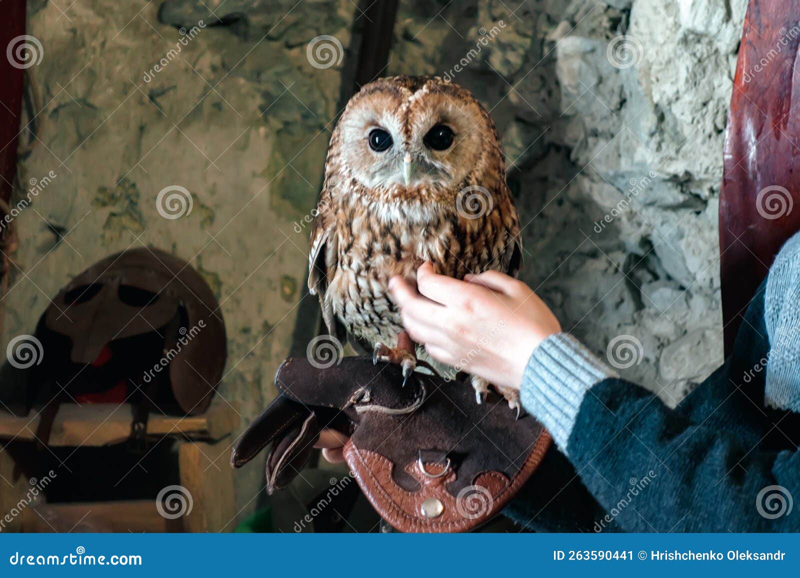 Owl Sitting on Hand. Man Touches an Owl with His Hand Stock Image ...