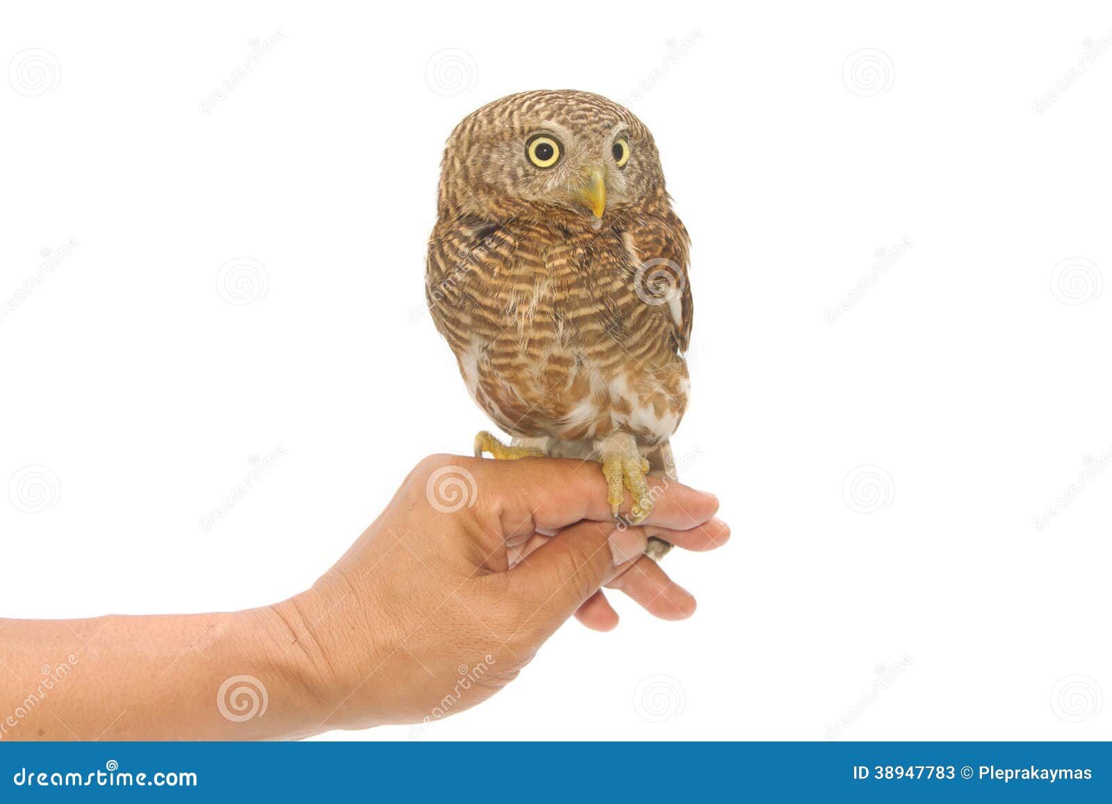 Owl Sitting on Handler S Hand Stock Image - Image of predator, little ...
