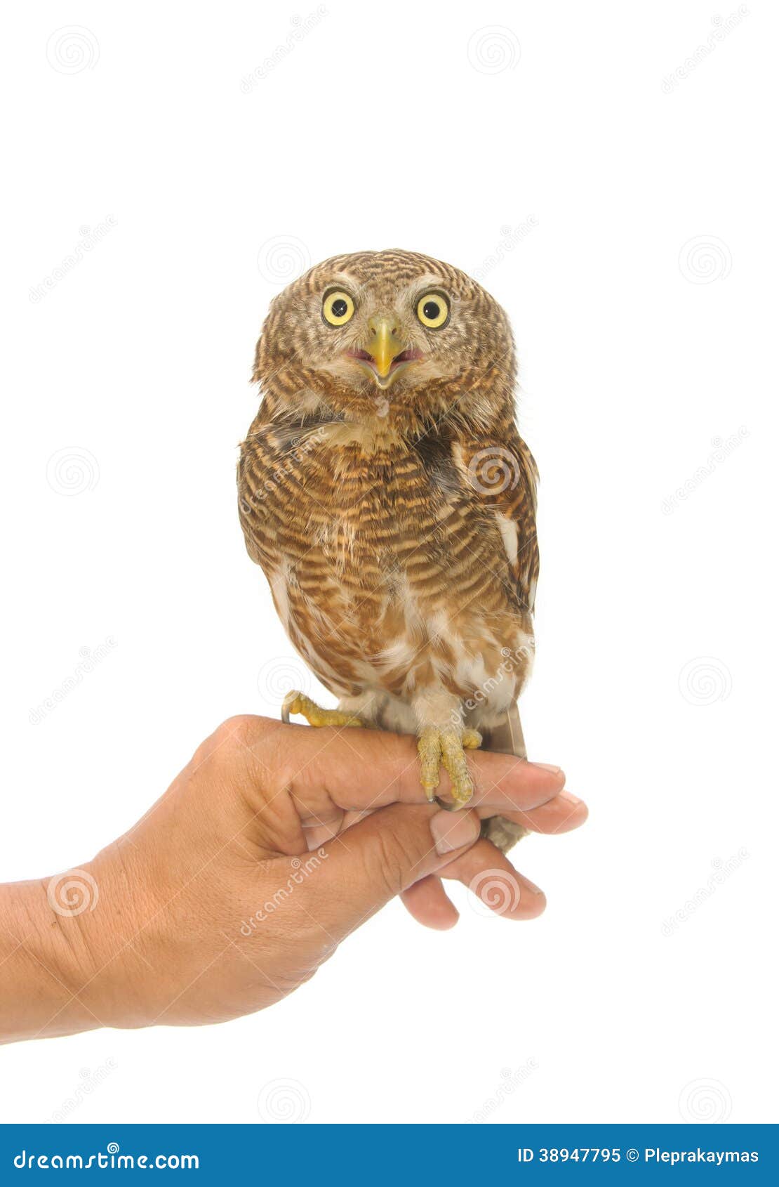 Owl Sitting on Handler S Hand Stock Image - Image of watching, captured ...