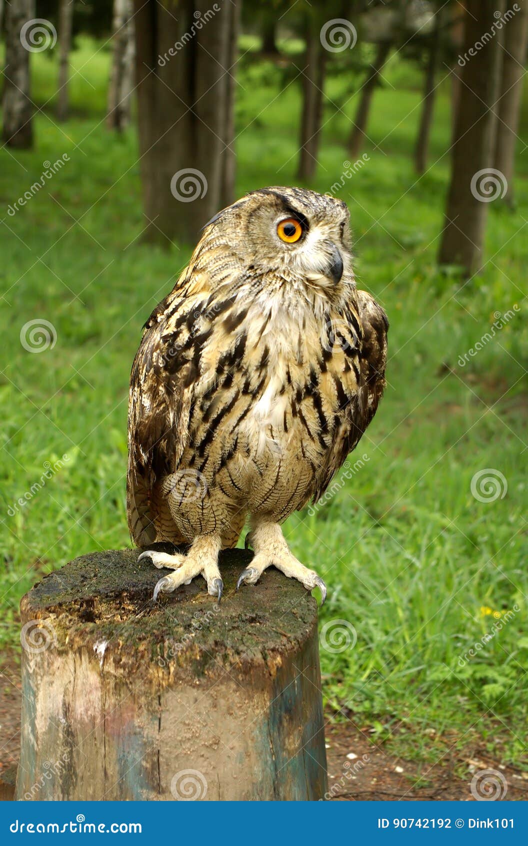 Owl Sitting on a Tree Stump Stock Photo - Image of eyes, feathers: 90742192