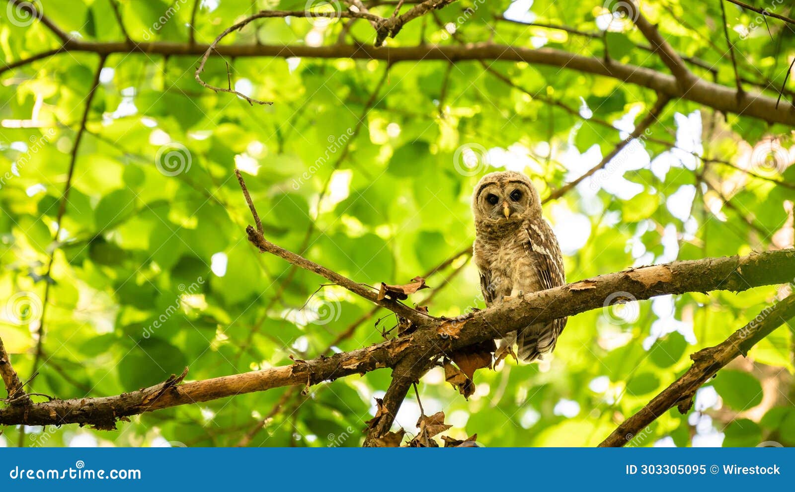 Owl Sitting in Tree in Sunny Forest Near Leaves and Branches Editorial ...