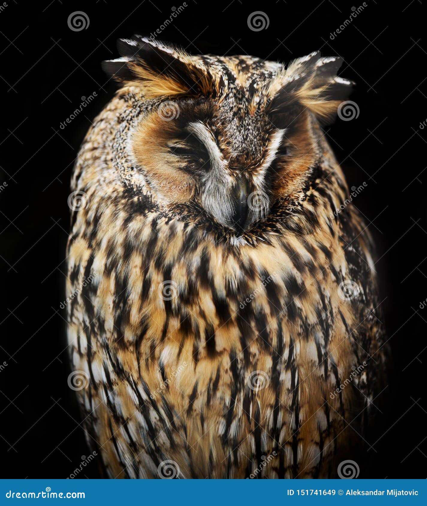 Owl sleeping stock image. Image of rain, carnivore, organism - 151741649