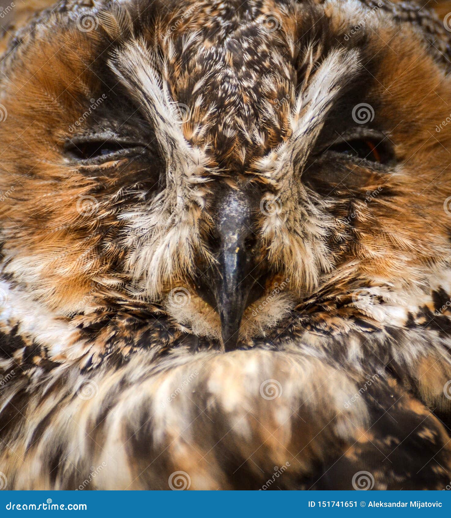 Owl sleeping stock image. Image of natural, carnivore - 151741651