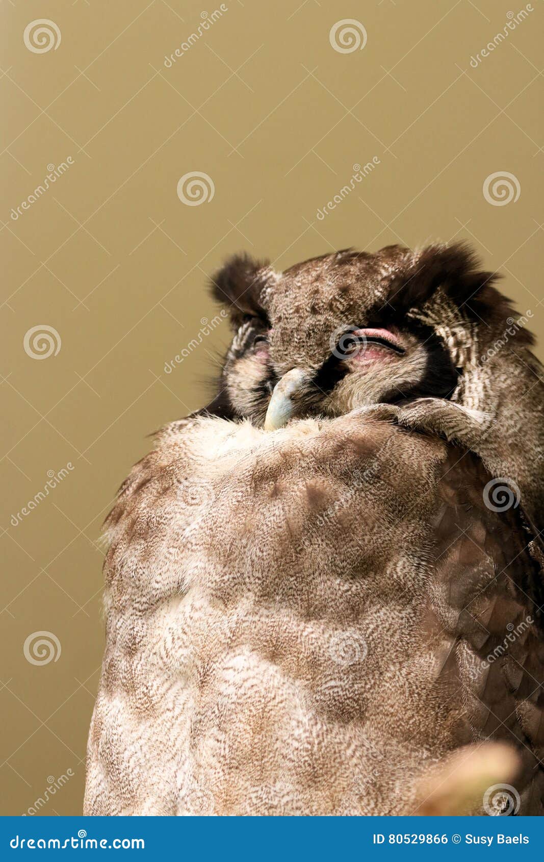 Owl sleeping stock photo. Image of lovely, park, birds - 80529866