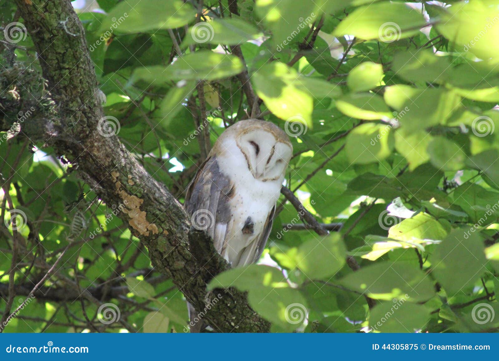 Owl stock image. Image of tree, bird, sleeping, white - 44305875