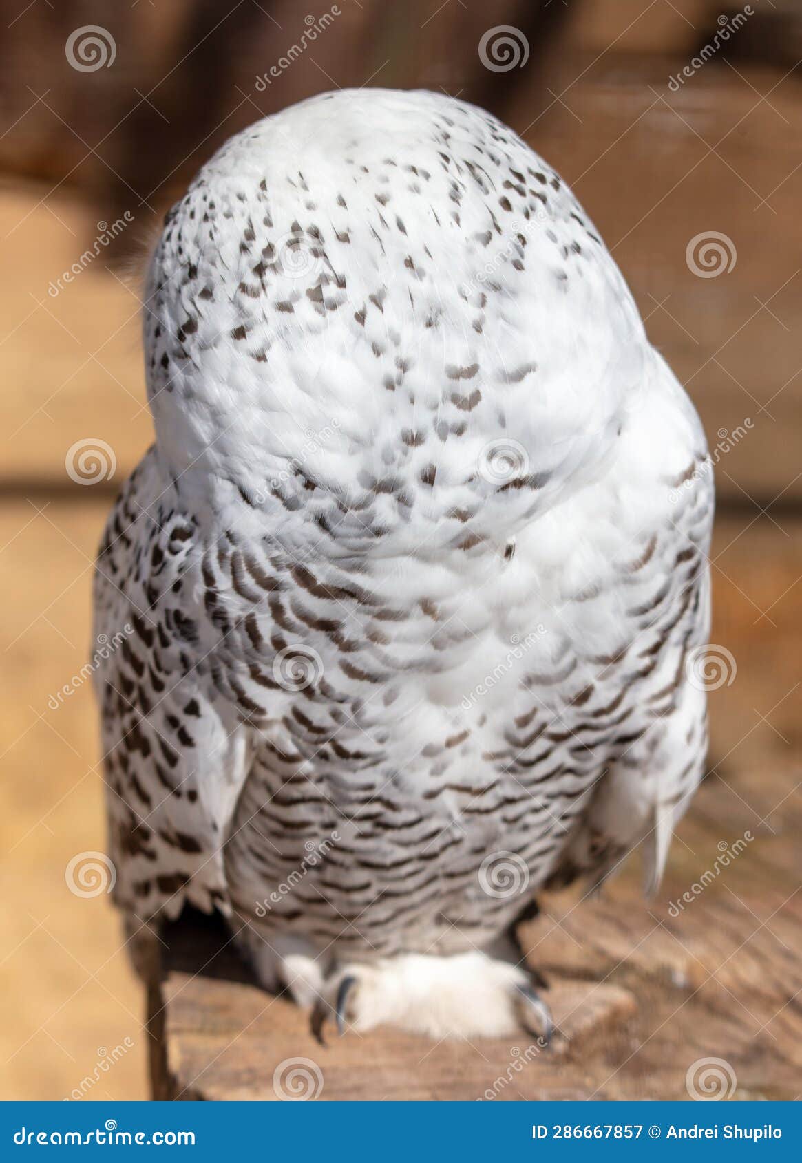 The Owl Sleeps with Its Head Turned. Stock Image - Image of feather ...