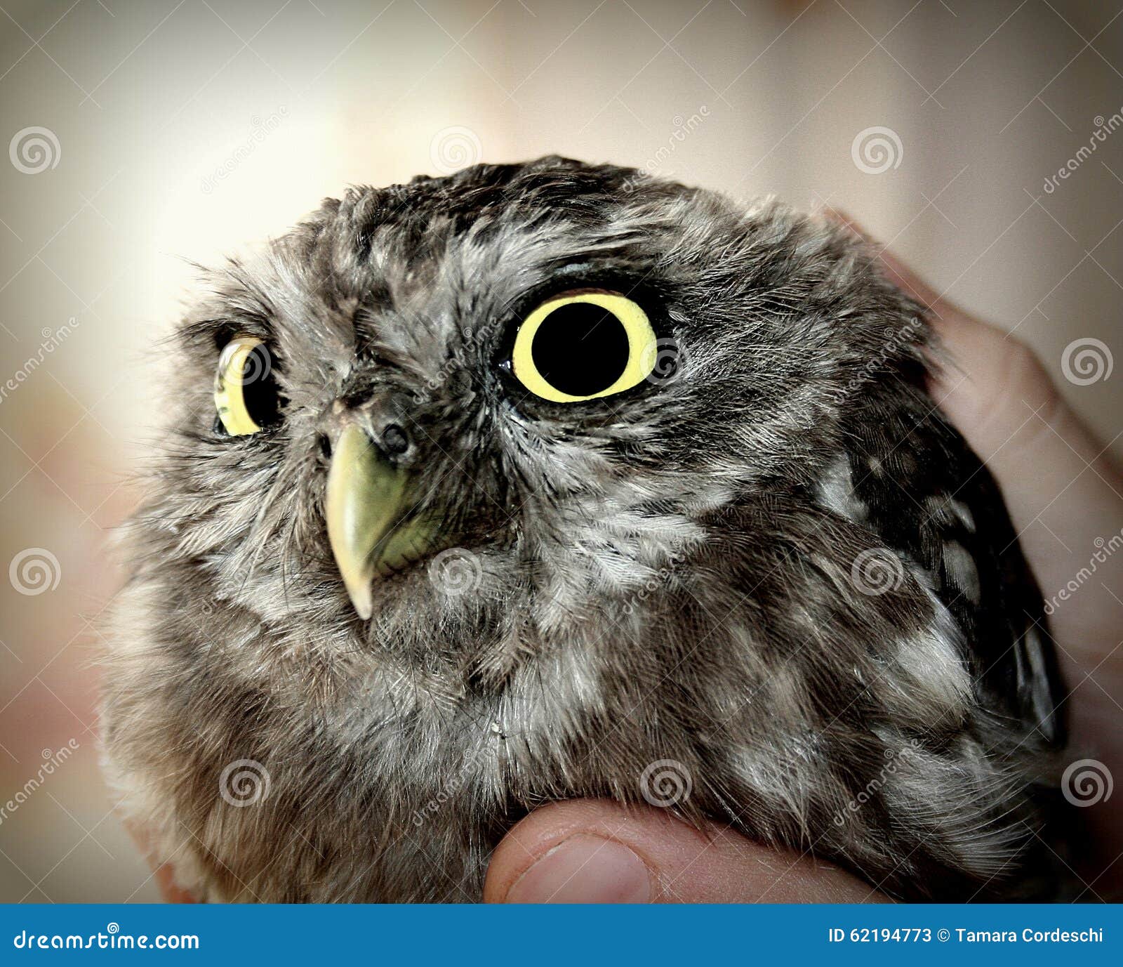 Owl stock image. Image of hand, plumage, feather, bird - 62194773