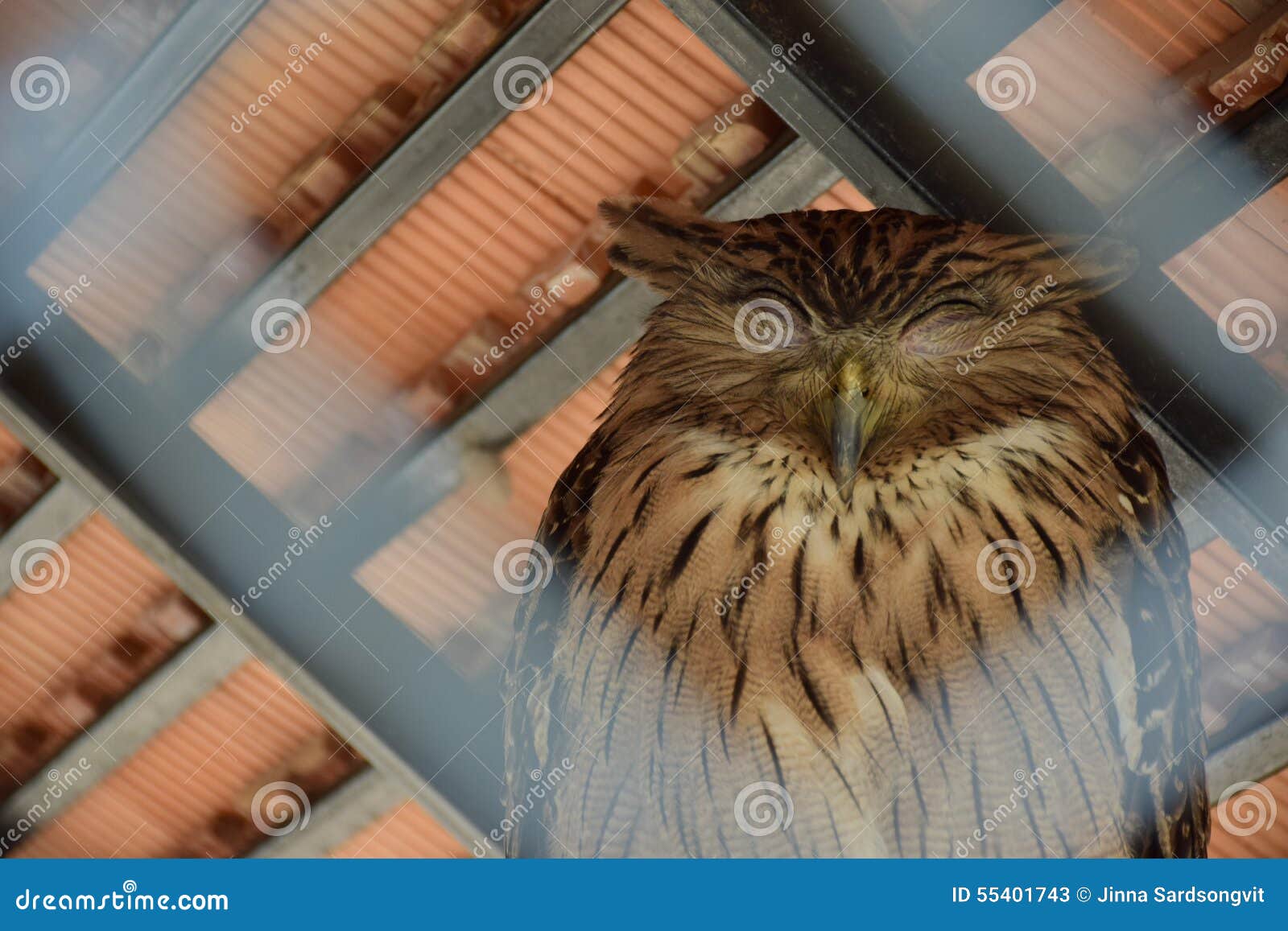 Owl smile stock image. Image of backdrop, freedom, nature - 55401743