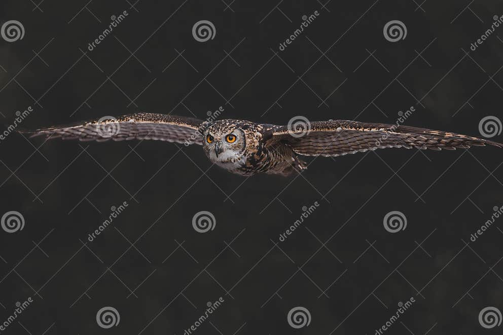 Owl Soaring with Wings Spread Stock Image - Image of fauna, spread ...