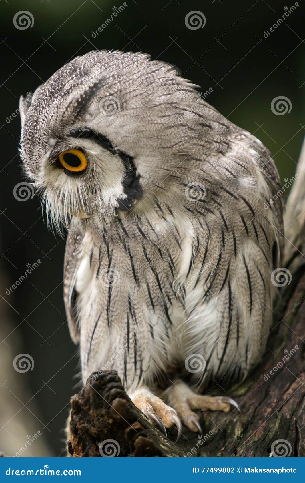 Owl stock photo. Image of scops, nocturnal, scope, prey - 77499882