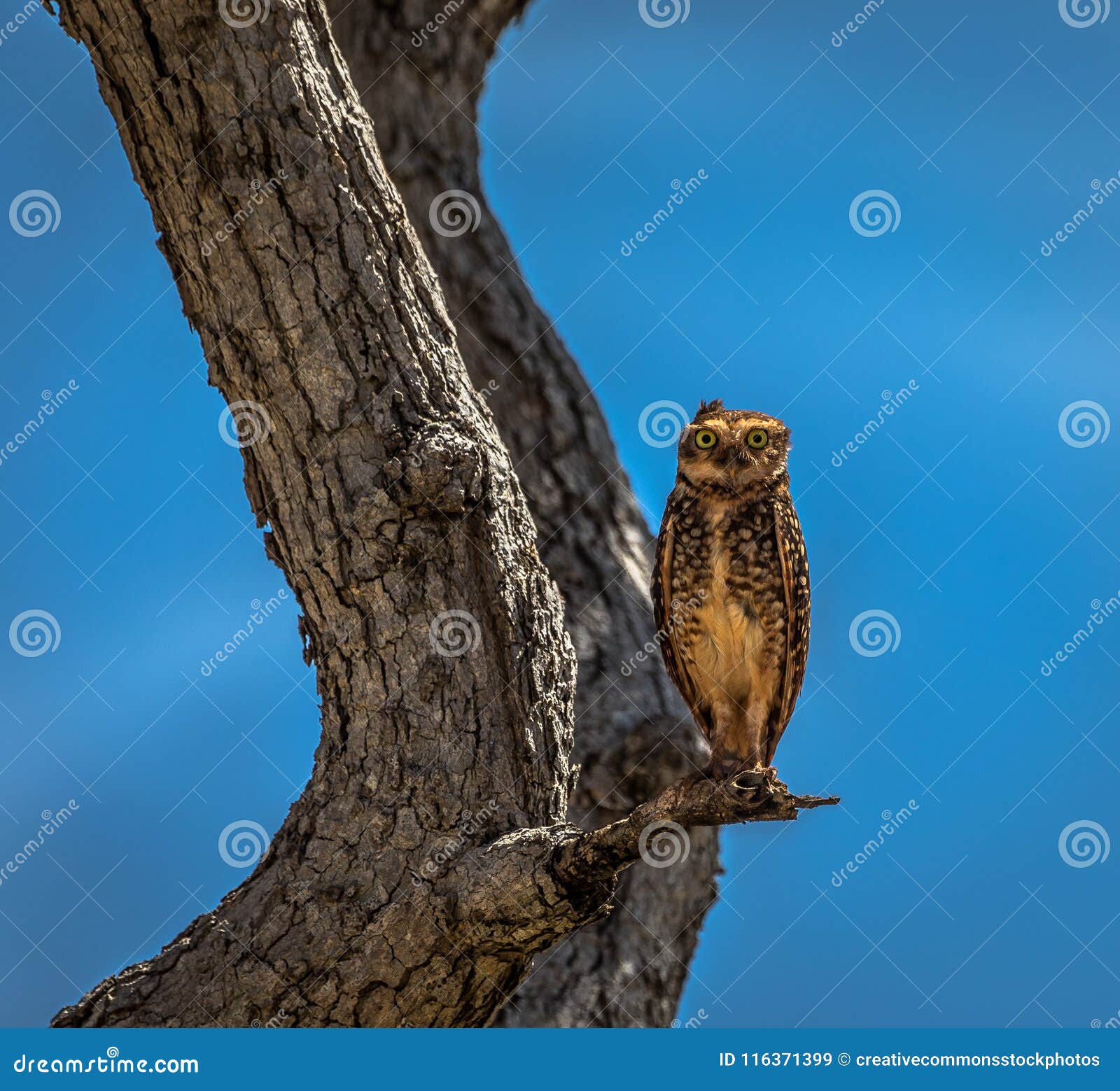 Owl Stand On Branch Of Tree Picture. Image: 116371399