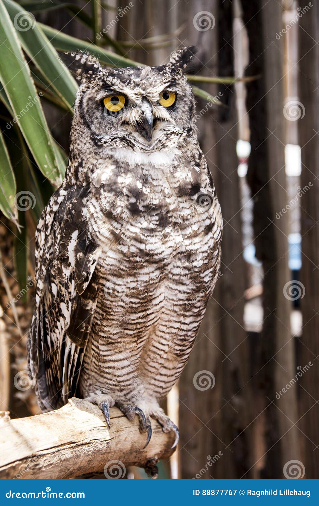 Owl stock image. Image of colors, wildlife, eyes, plants - 88877767
