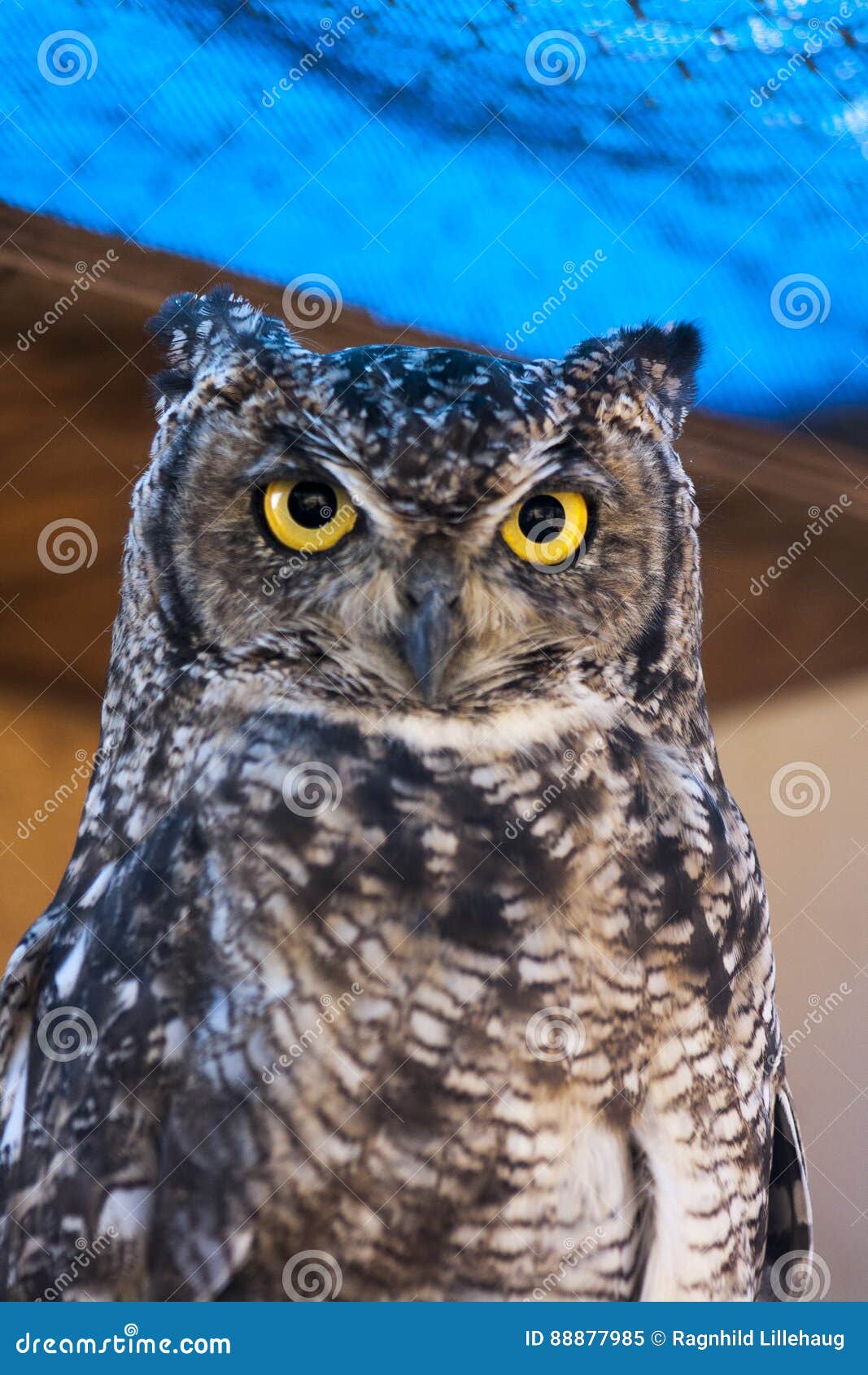 Owl stock image. Image of natgeo, natgeowild, landscape - 88877985