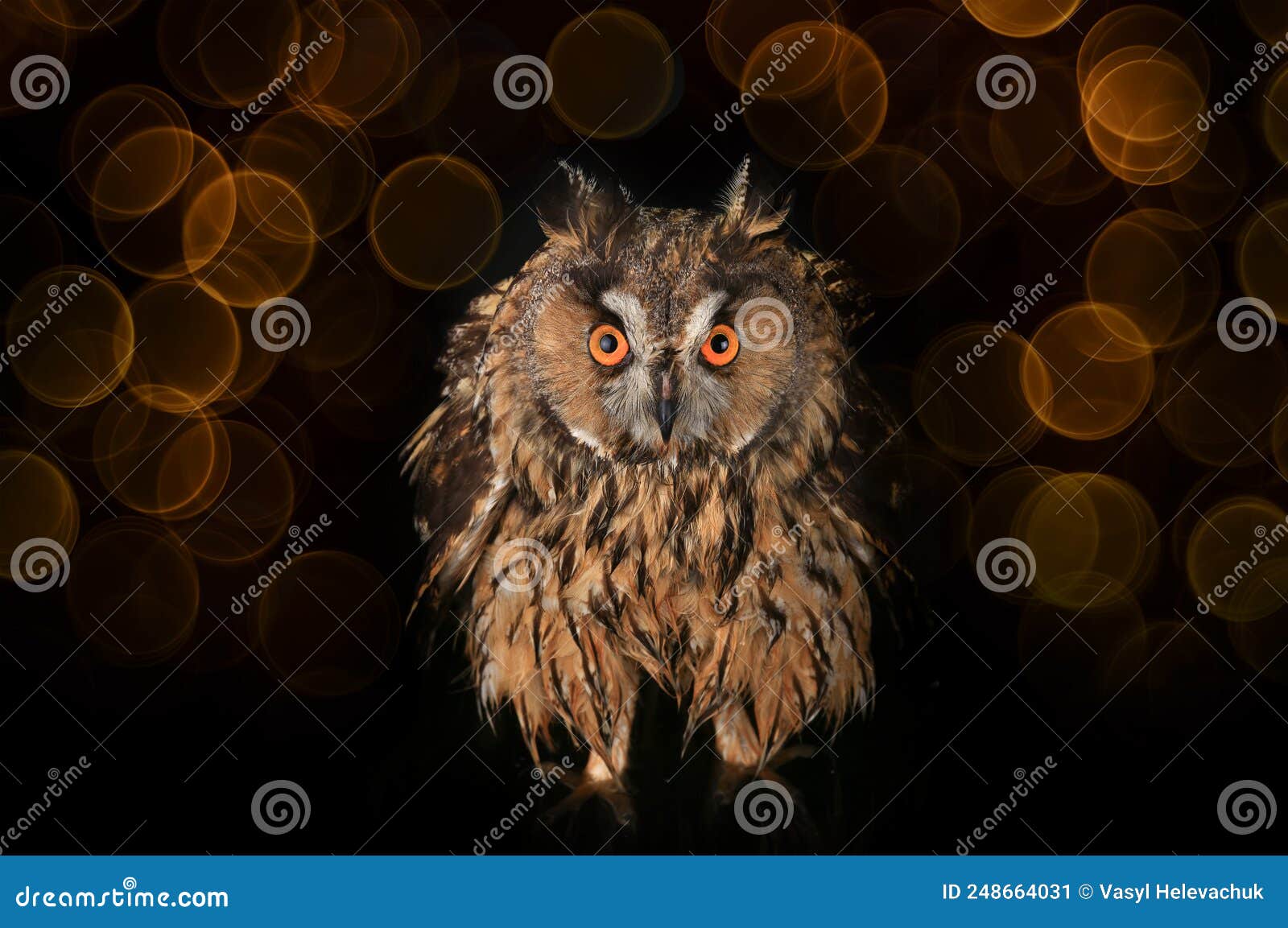 Owl Standing in the Water at Night in Swamp Stock Image - Image of prey ...