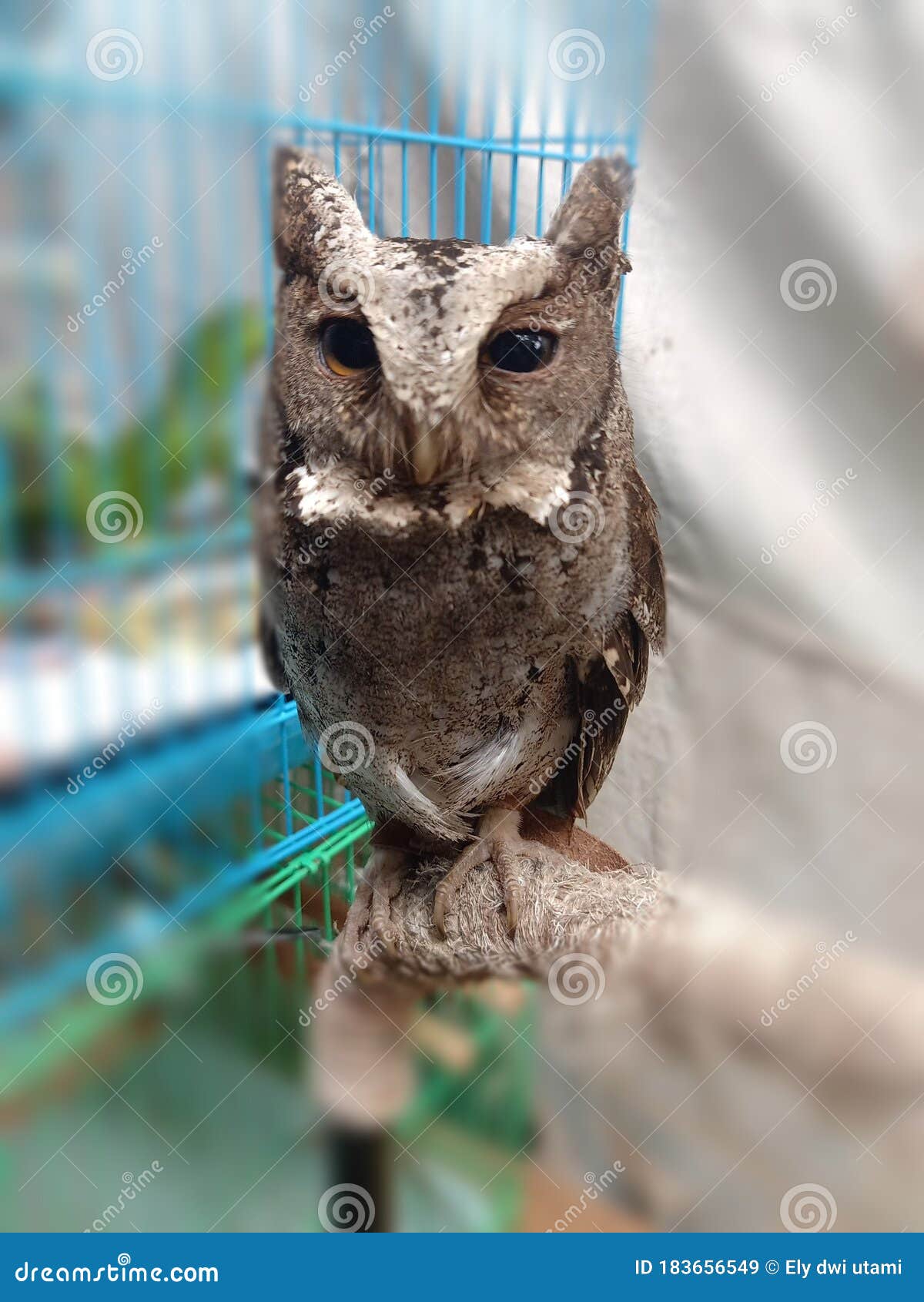 An Owl Stands on a Wood in it S Cage Stock Image - Image of natural ...