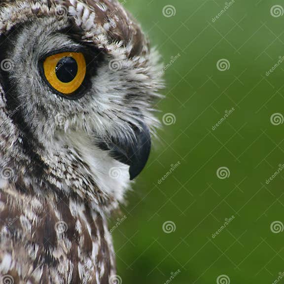 Owl Stare stock image. Image of orange, wisdom, stare, green - 829105