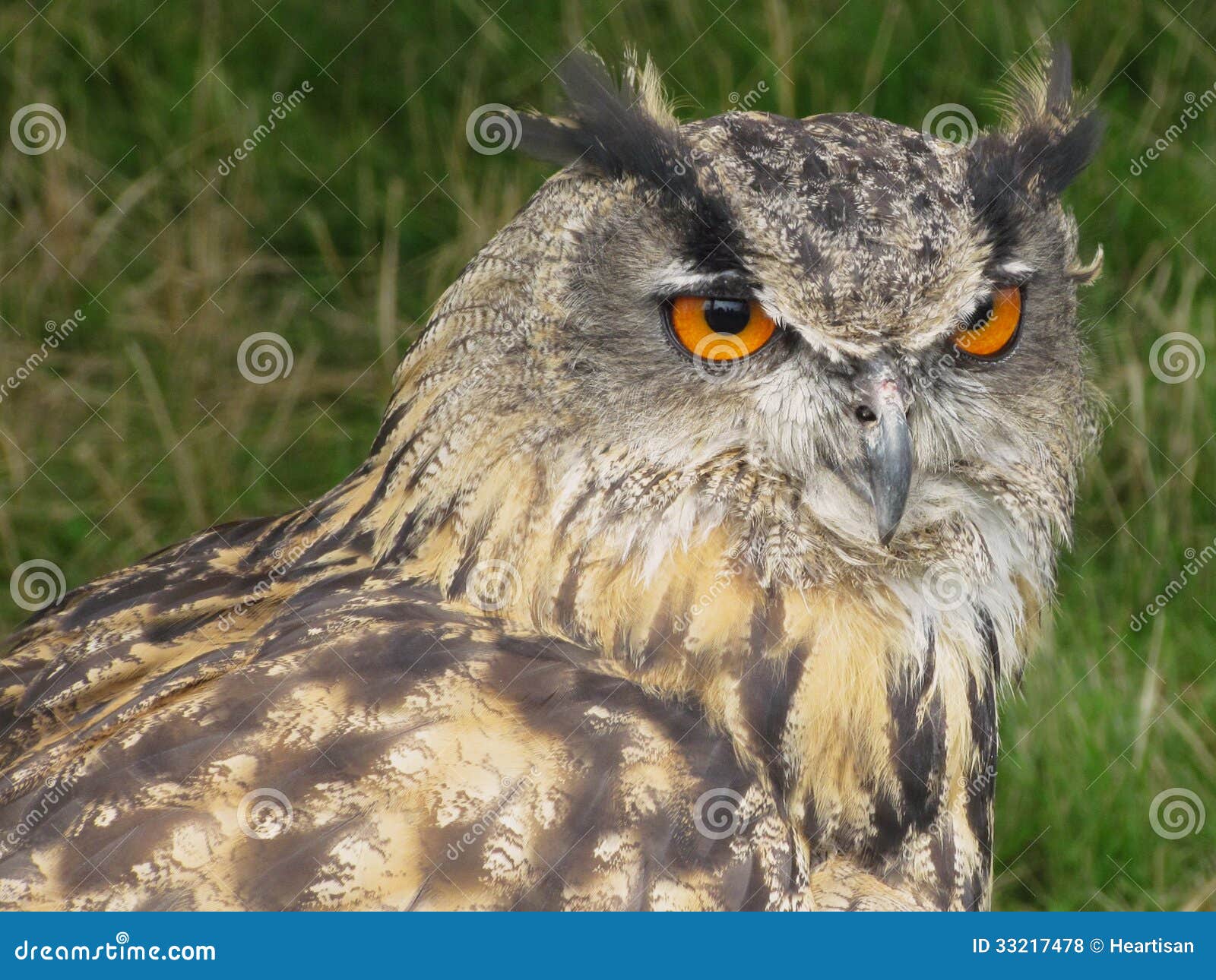 Owl staring into distance stock photo. Image of bird - 33217478