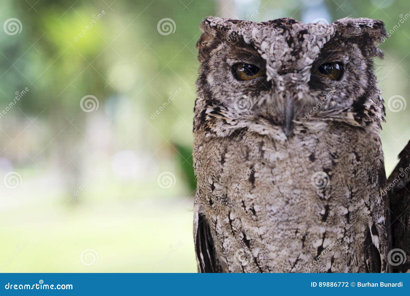 Owl on the stick stock photo. Image of predator, wildlife - 89886772