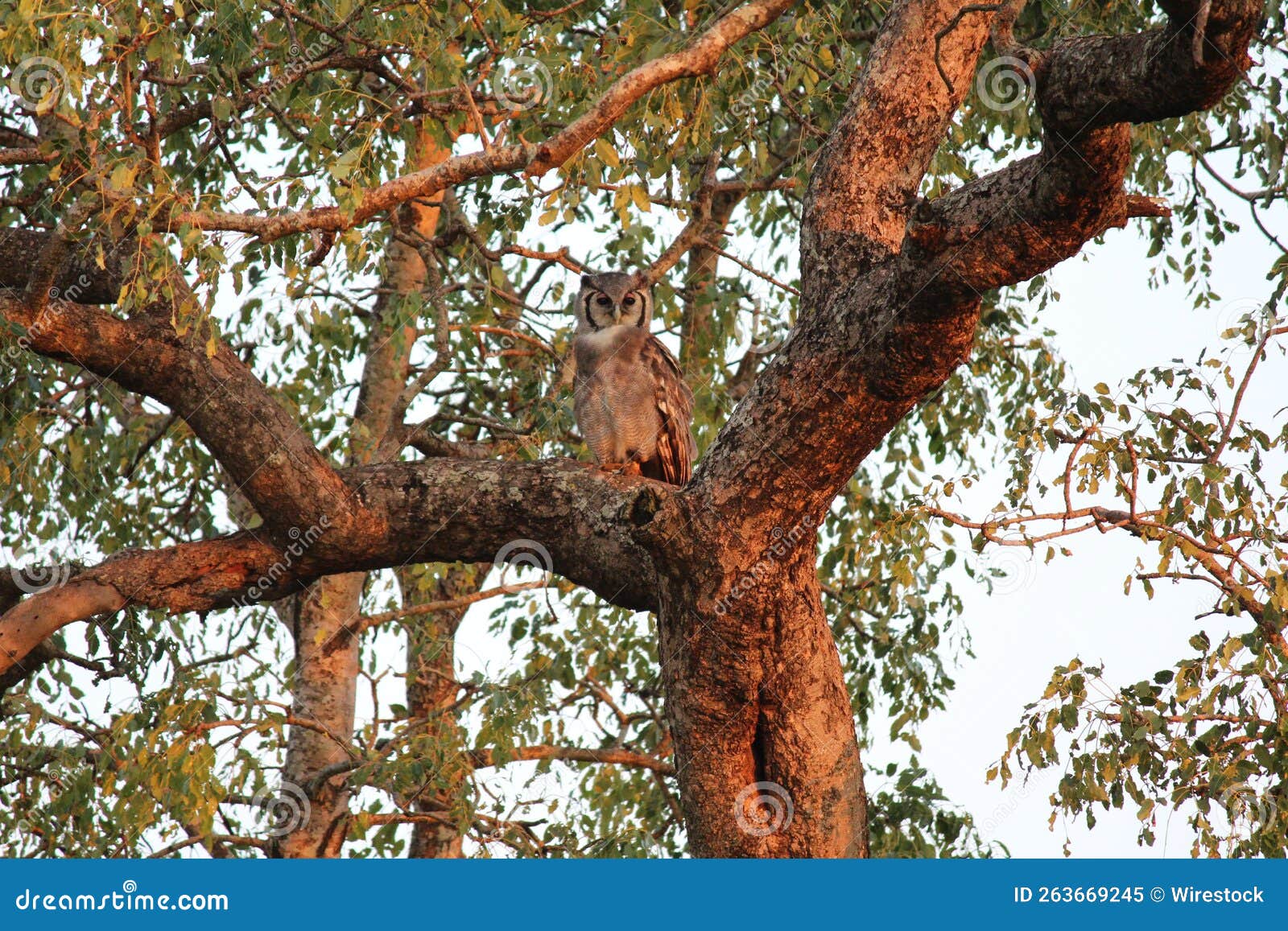Owl (Strigiformes) with Brown Patterns Perched on the Tree Illuminated ...