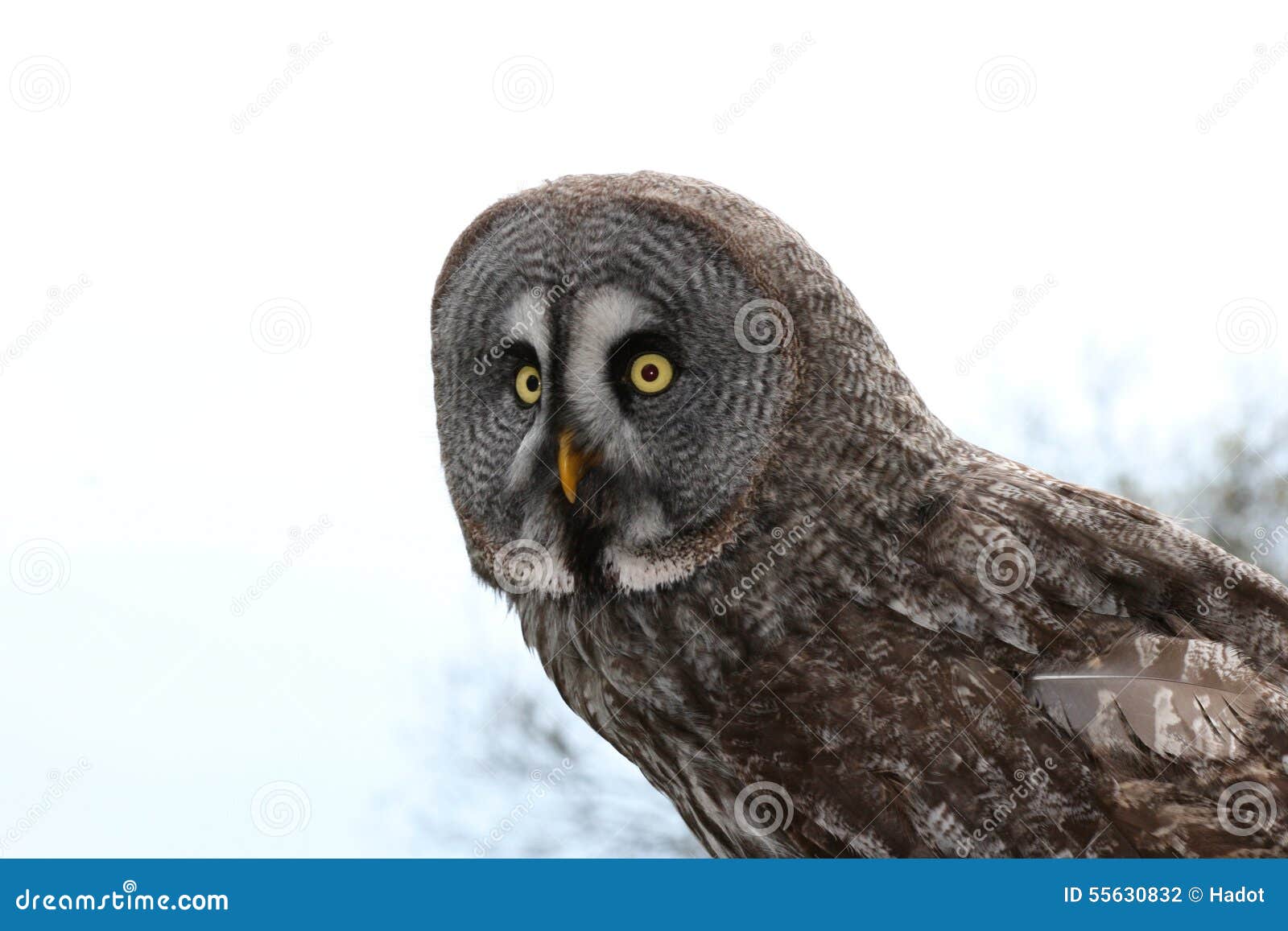 Owl (Strigiformes) stock photo. Image of bird, night - 55630832