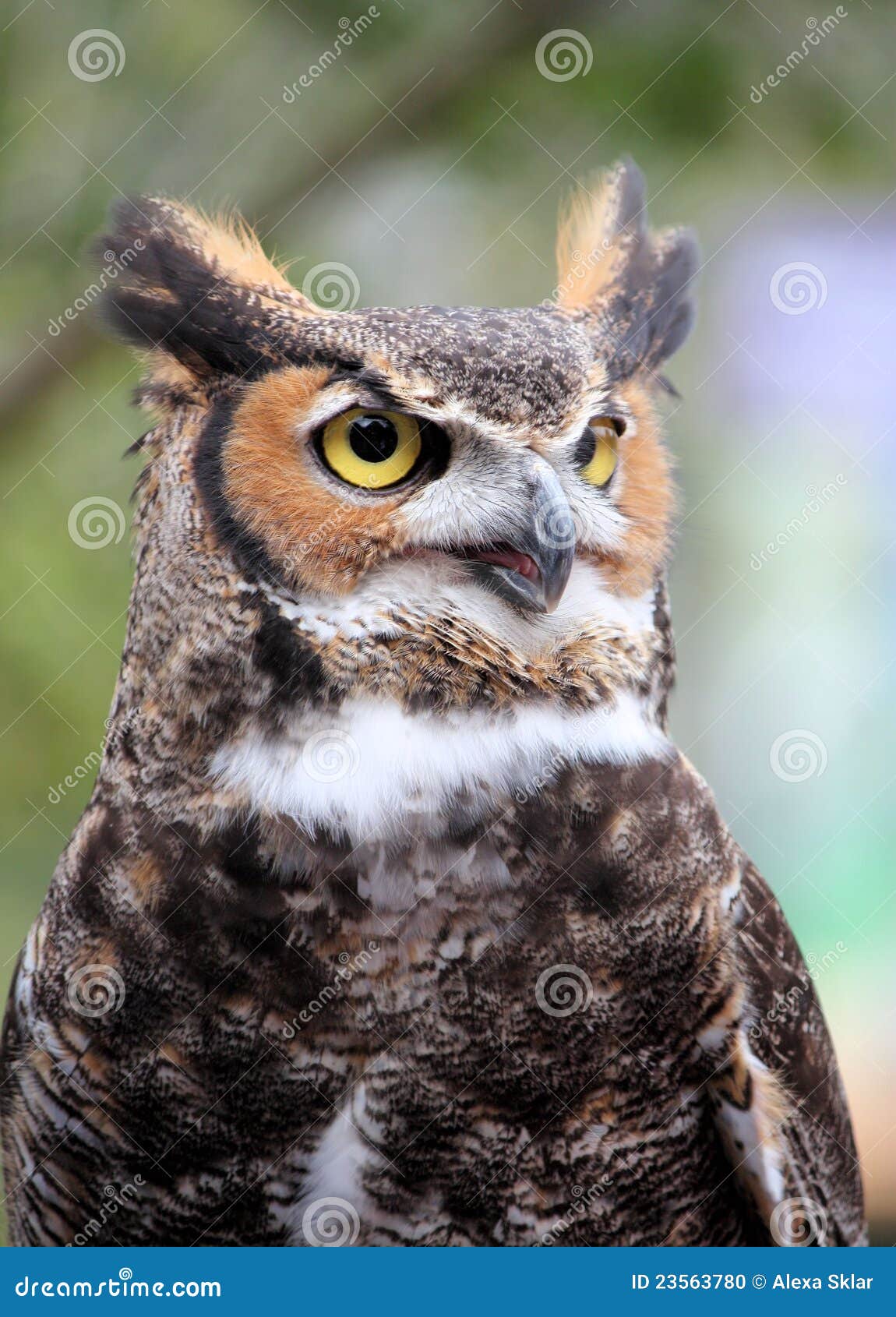 Owl talking? stock photo. Image of nature, questioning - 23563780