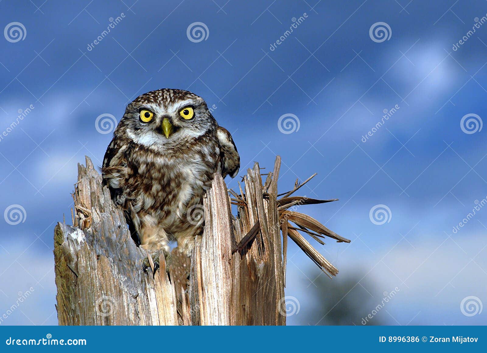 Owl on tree stock photo. Image of discovery, beak, conservation - 8996386