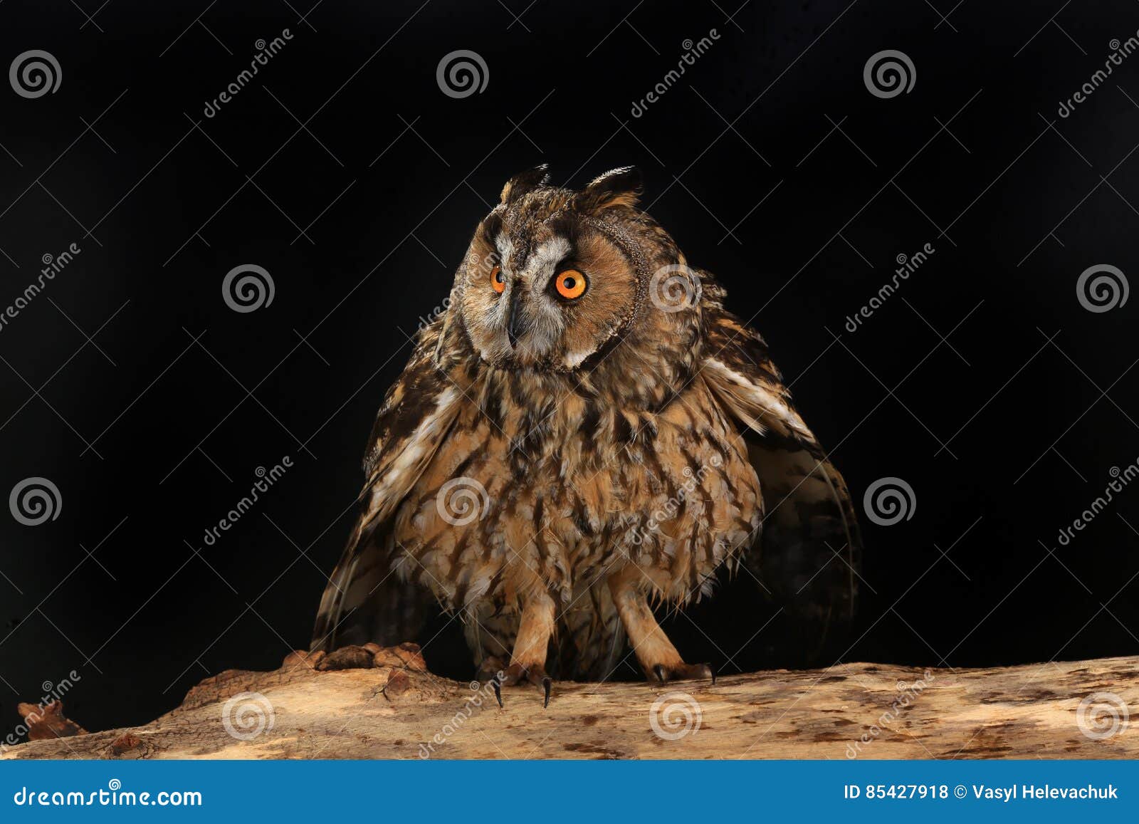 Owl on a tree stock photo. Image of predator, beauty - 85427918