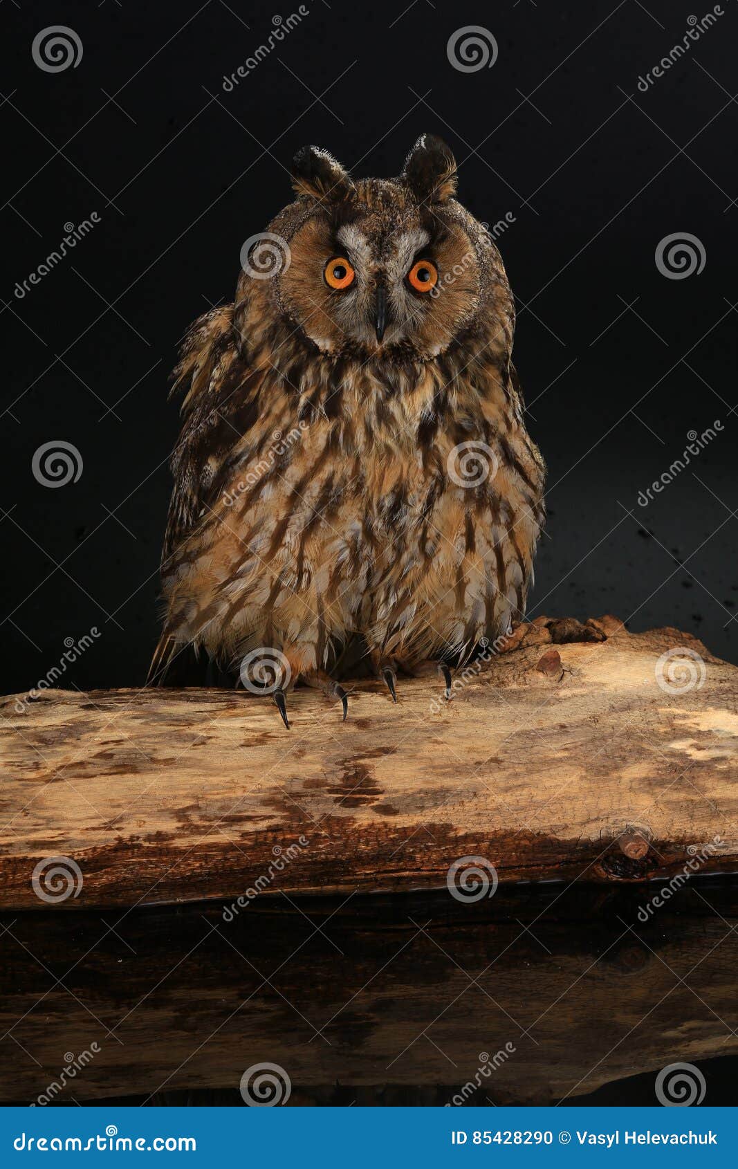 Owl on a tree stock photo. Image of wildlife, look, nature - 85428290