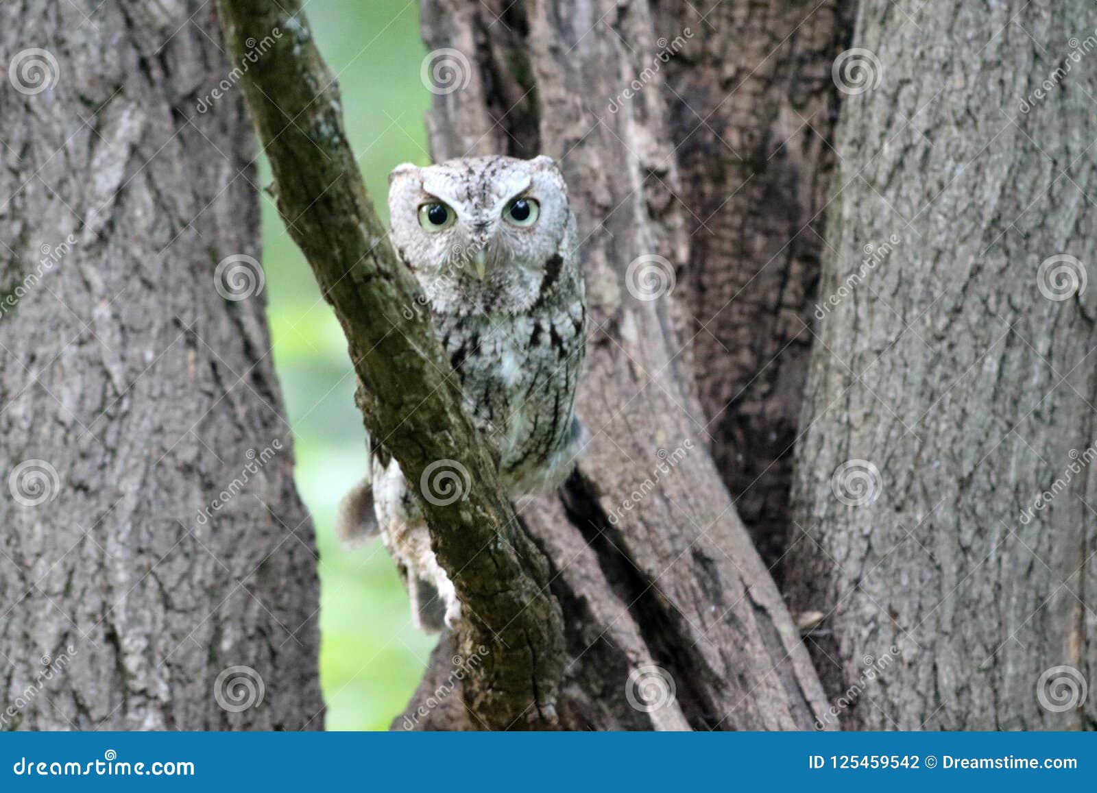 Owl in a tree stock photo. Image of trail, woods, gray - 125459542