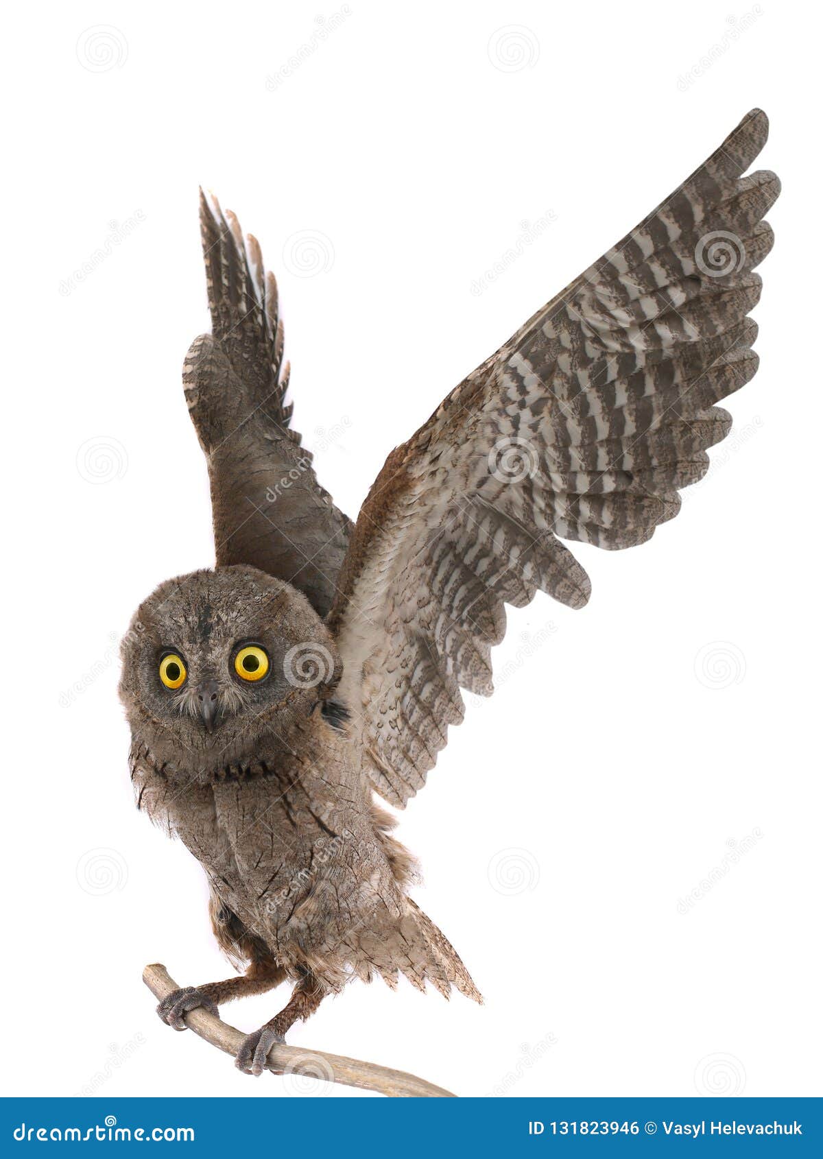 Owl on a tree branch stock photo. Image of attentive - 131823946