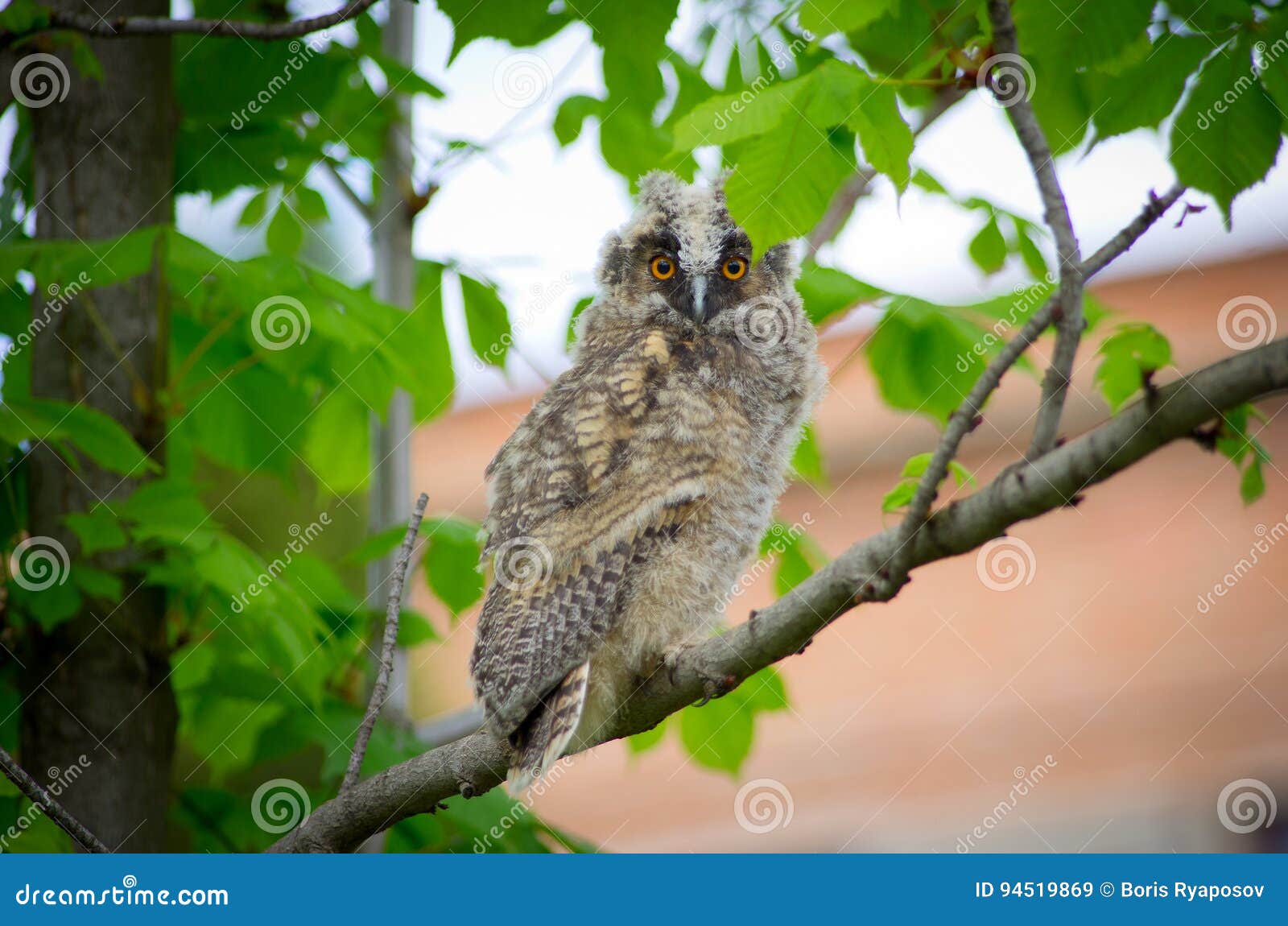 Owl on the tree stock image. Image of branch, concept - 94519869