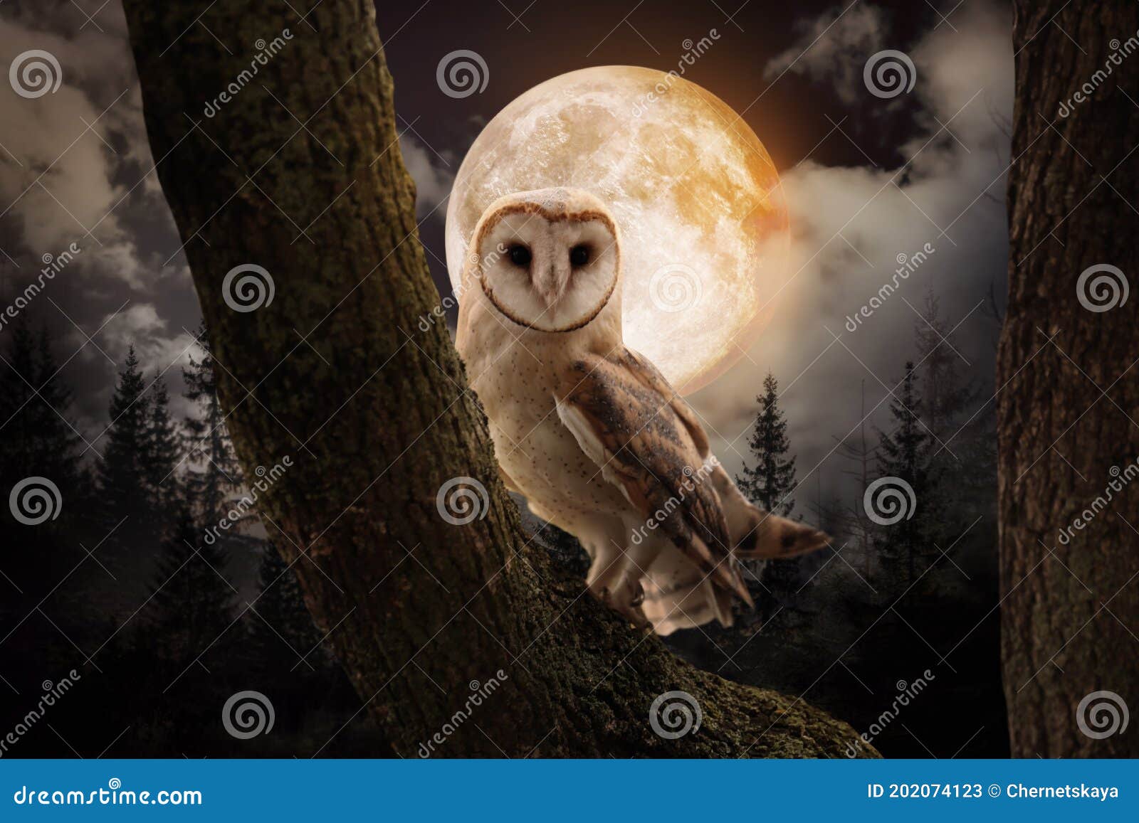 Owl Moon's Instagram, Twitter & Facebook on IDCrawl