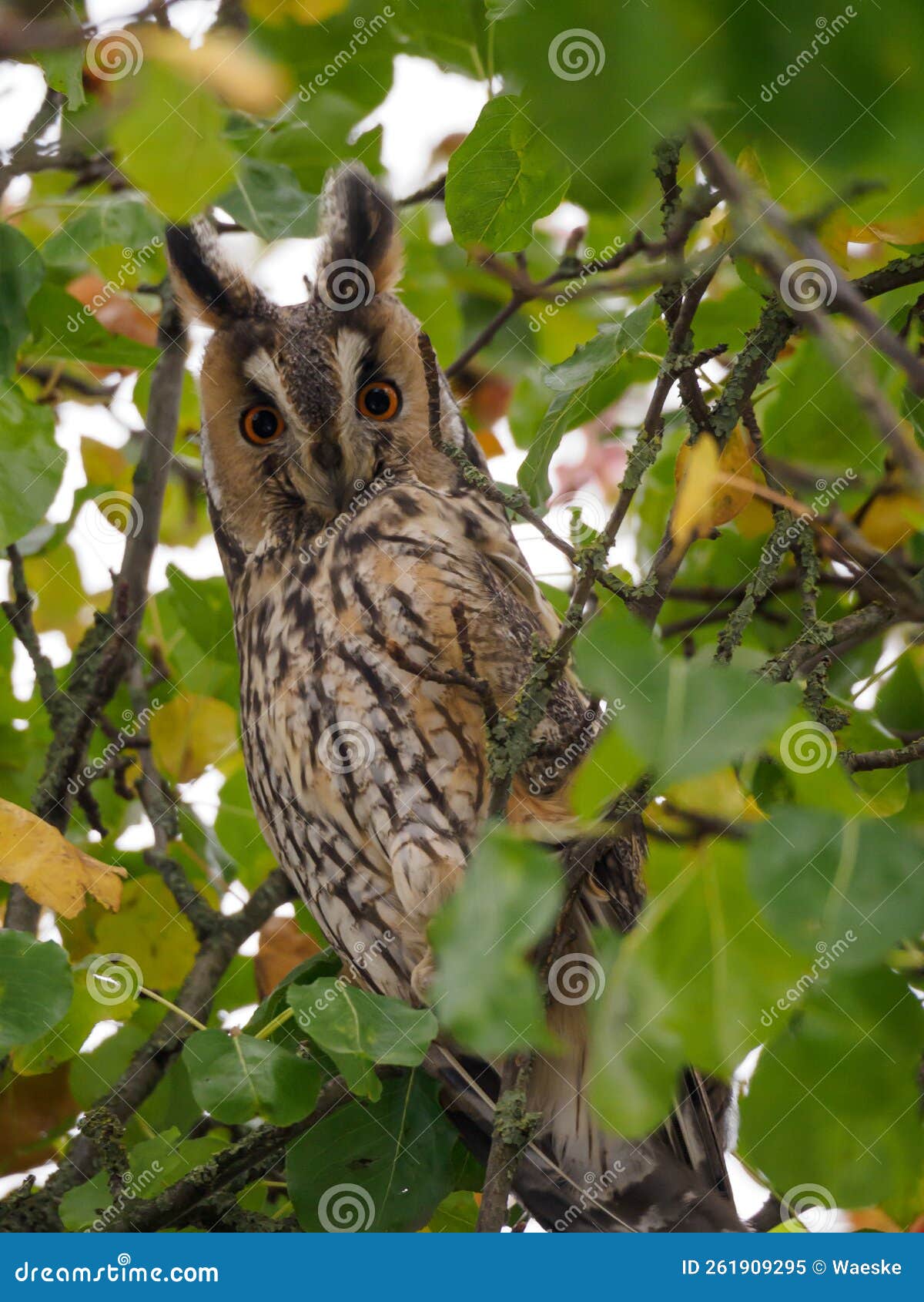 Owl in a tree stock image. Image of tree, river, hiking - 261909295