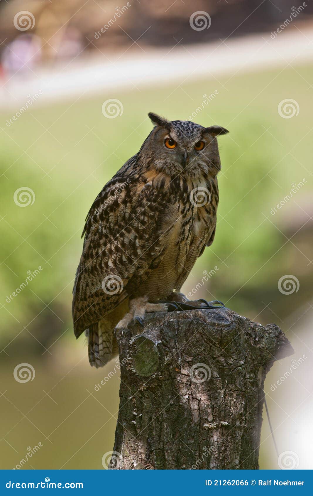 Owl on tree stump stock photo. Image of avian, nature - 21262066