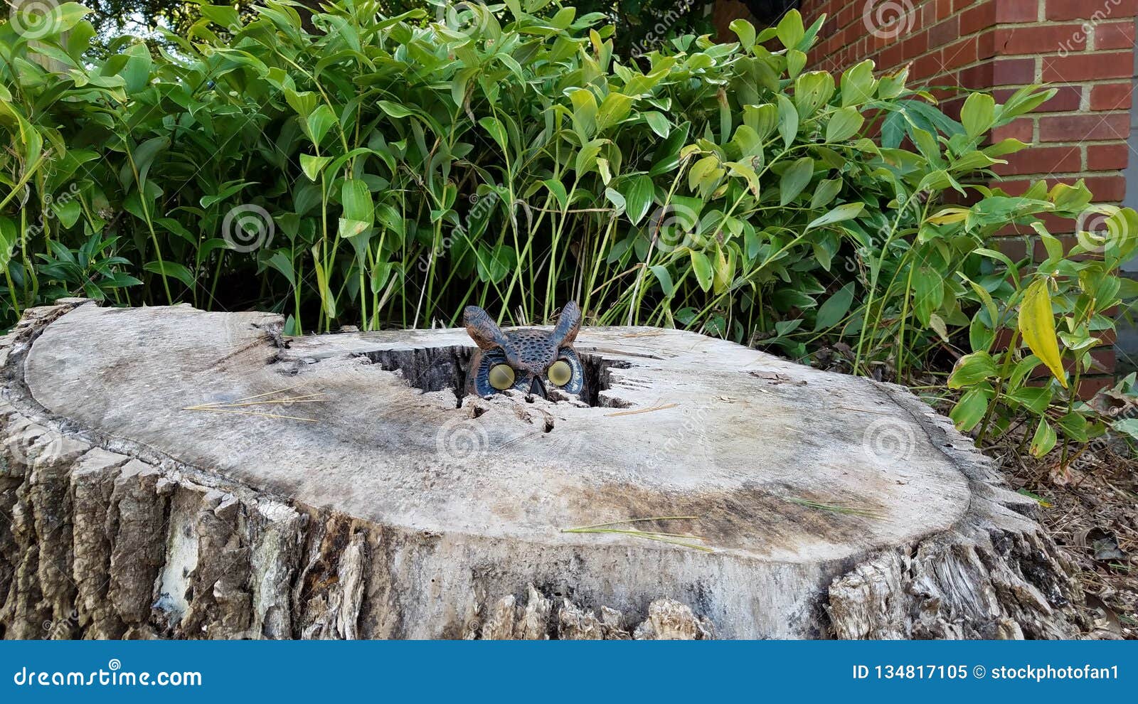 Owl in Tree Stump with Green Plants Stock Image - Image of animal, tree ...