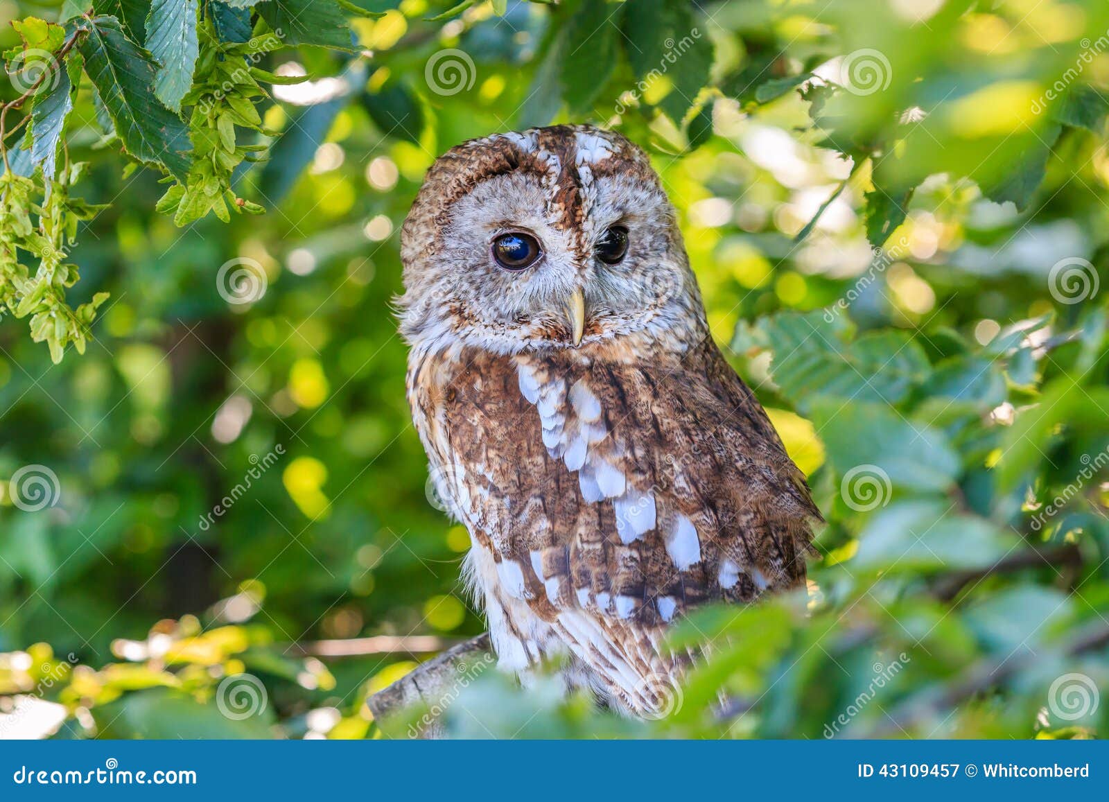Owl in a tree stock image. Image of close, beautiful - 43109457