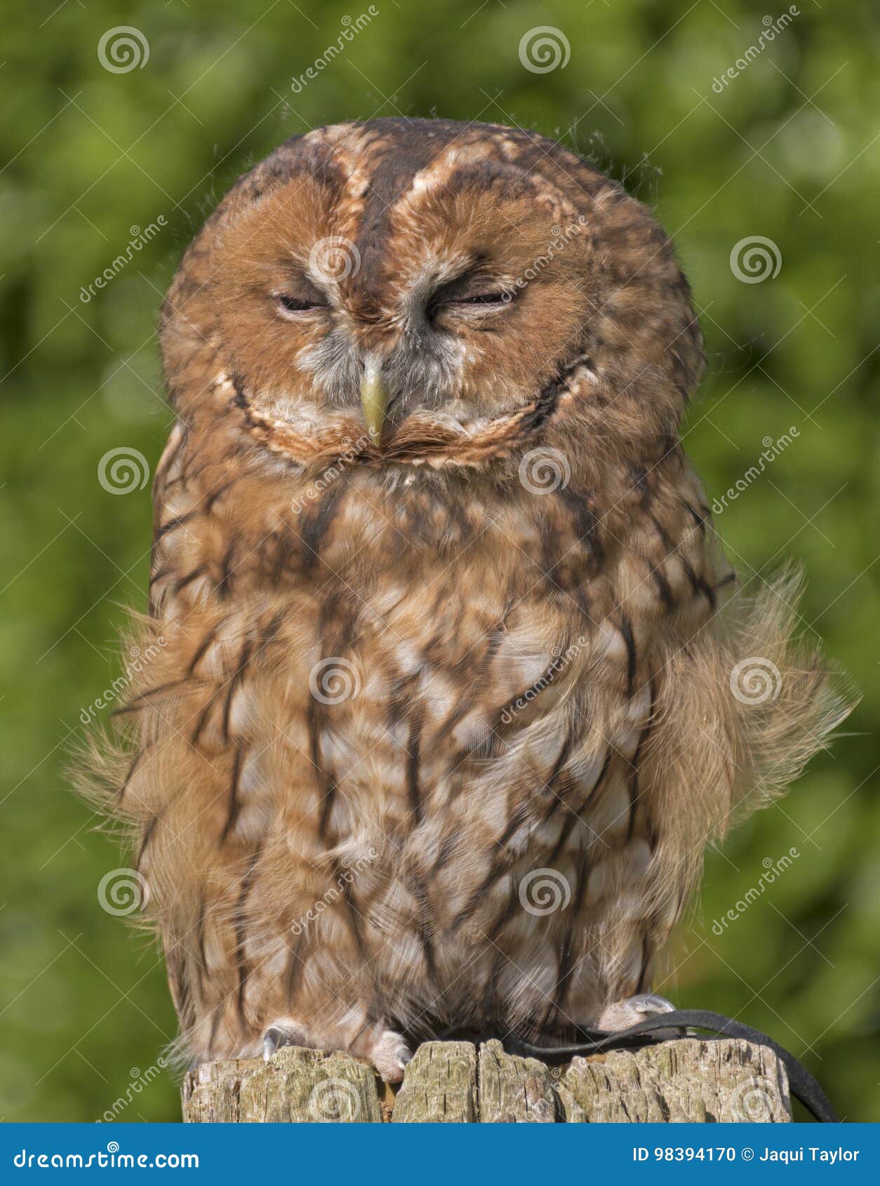 Owl on a tree trunk stock photo. Image of bird, fauna - 98394170