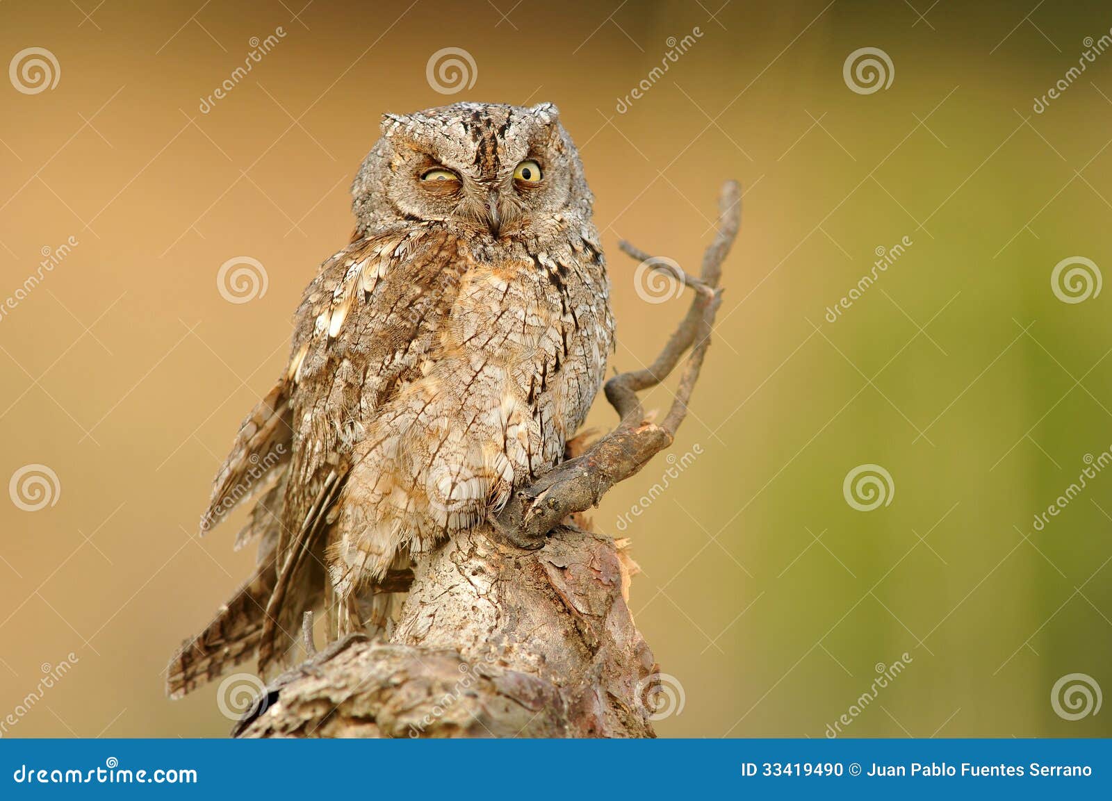 Owl on a tree trunk stock photo. Image of tawny, nature - 33419490
