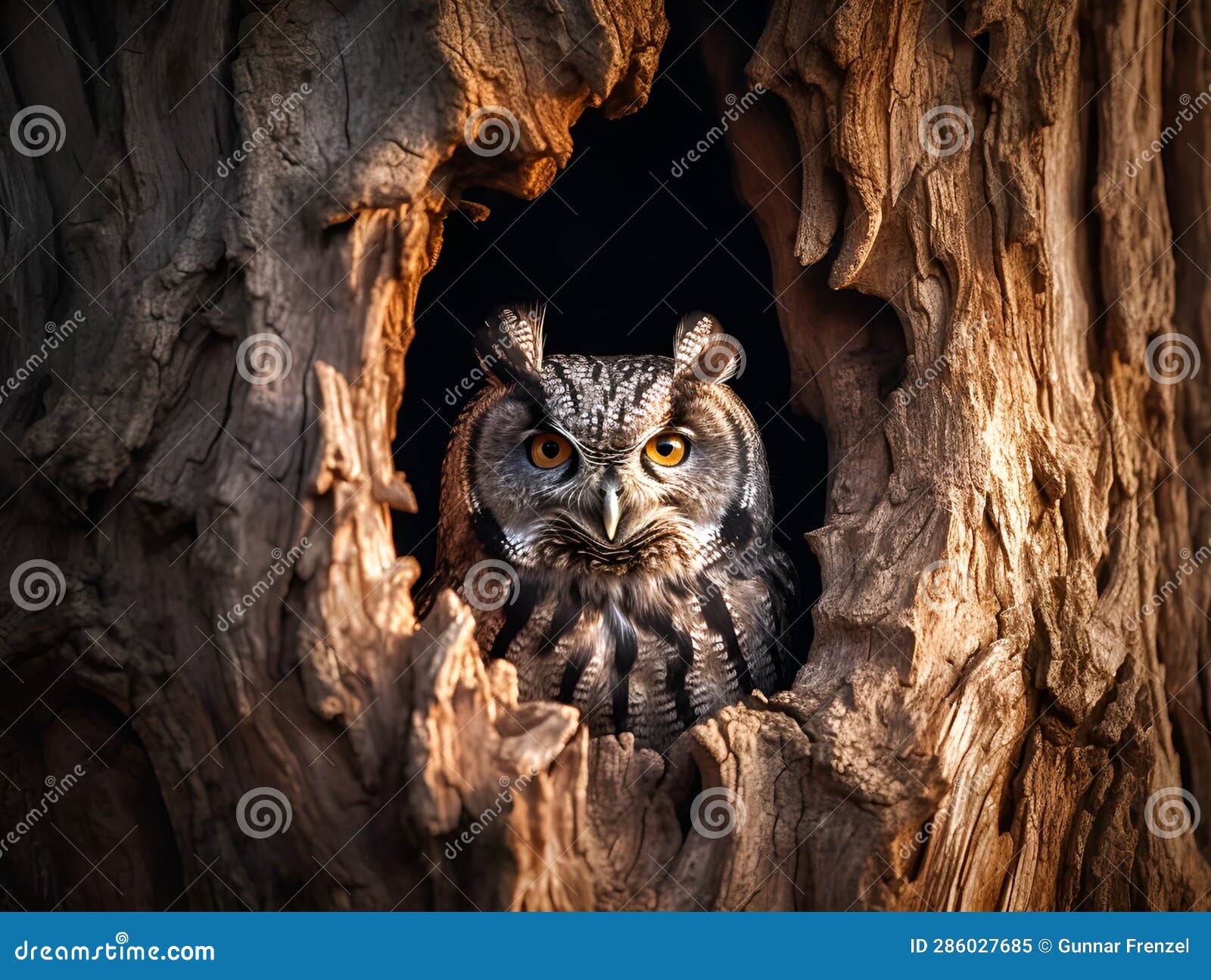 Owl in a tree stock image. Image of observing, animal - 286027685