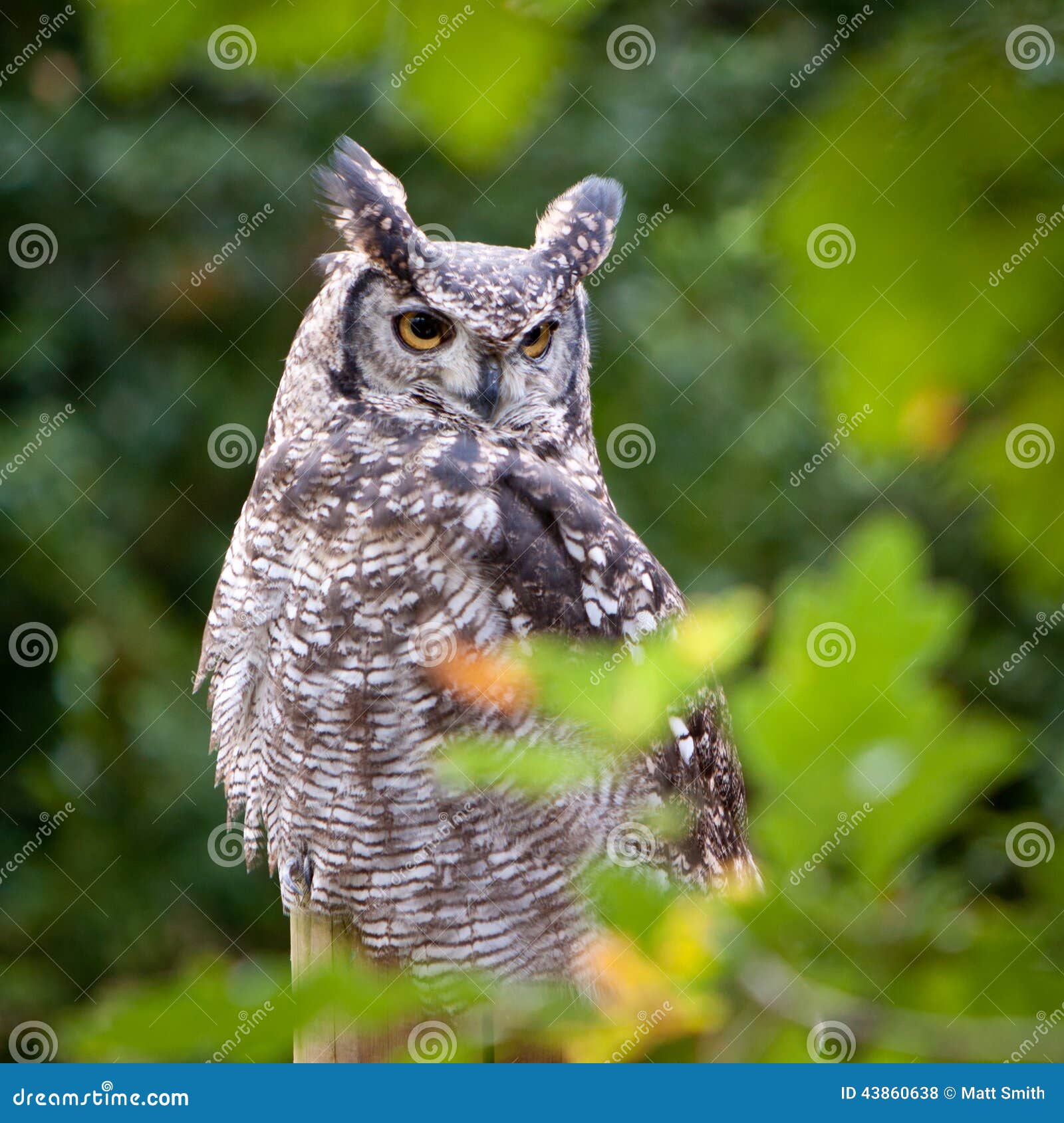 Owl in trees stock photo. Image of post, lookout, green - 43860638