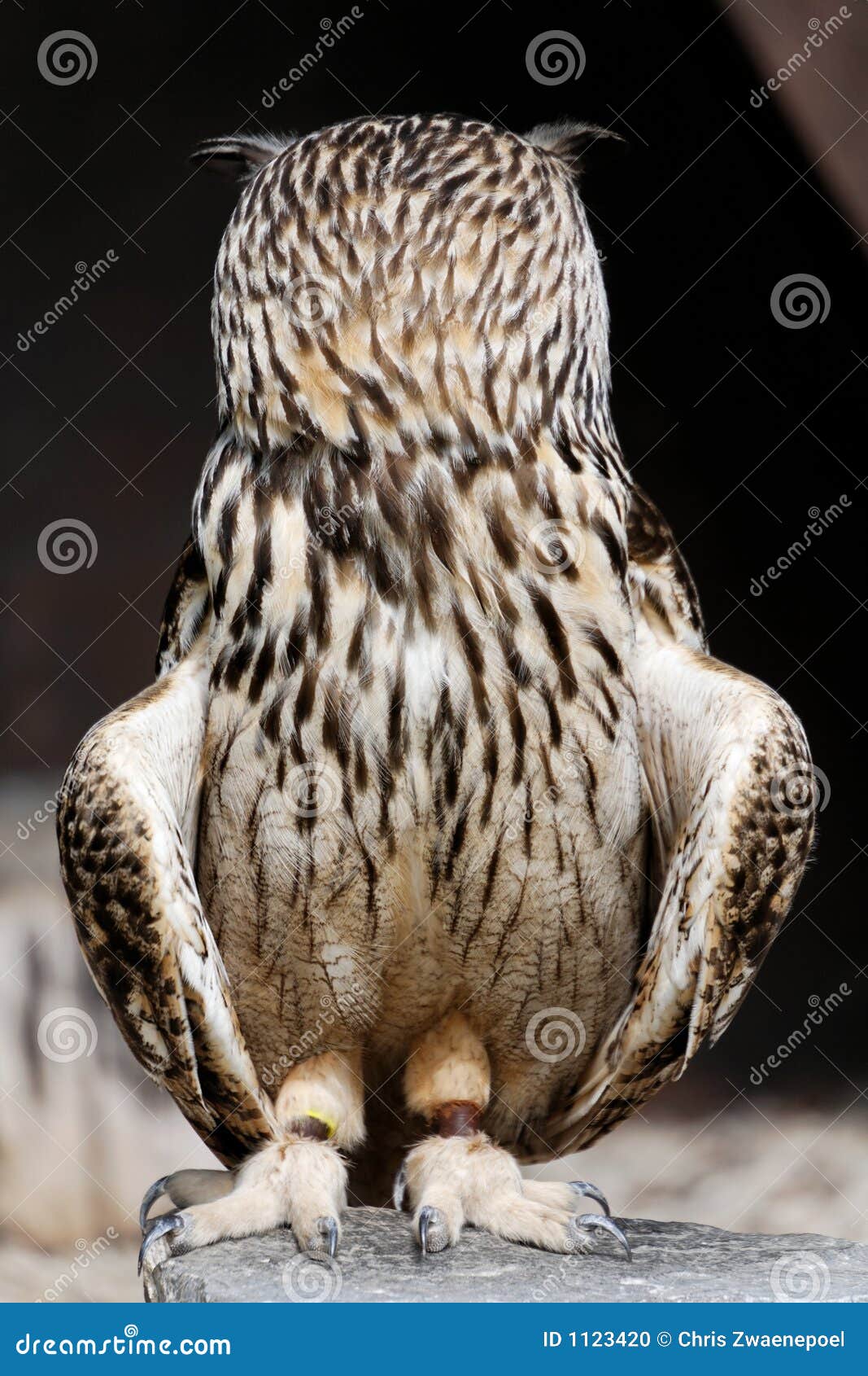 Owl with turned head stock photo. Image of bird, head - 1123420