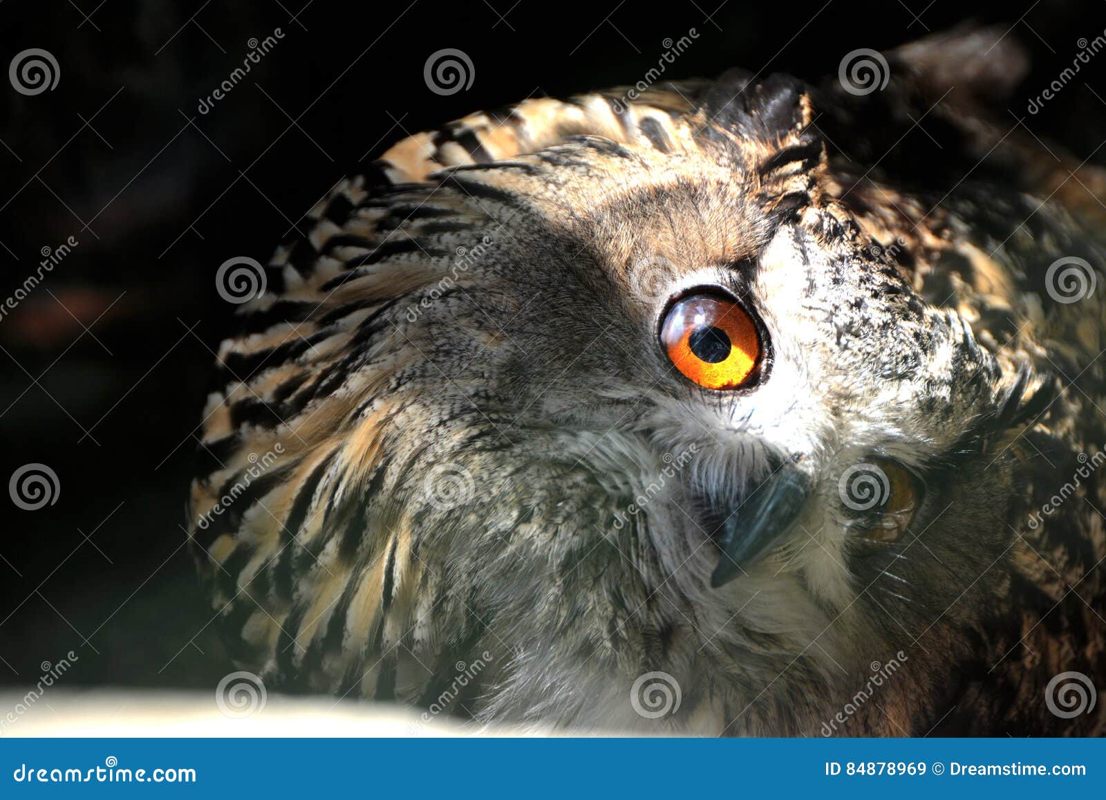 Owl with Turned Head and One Eye Can See Stock Image - Image of ...