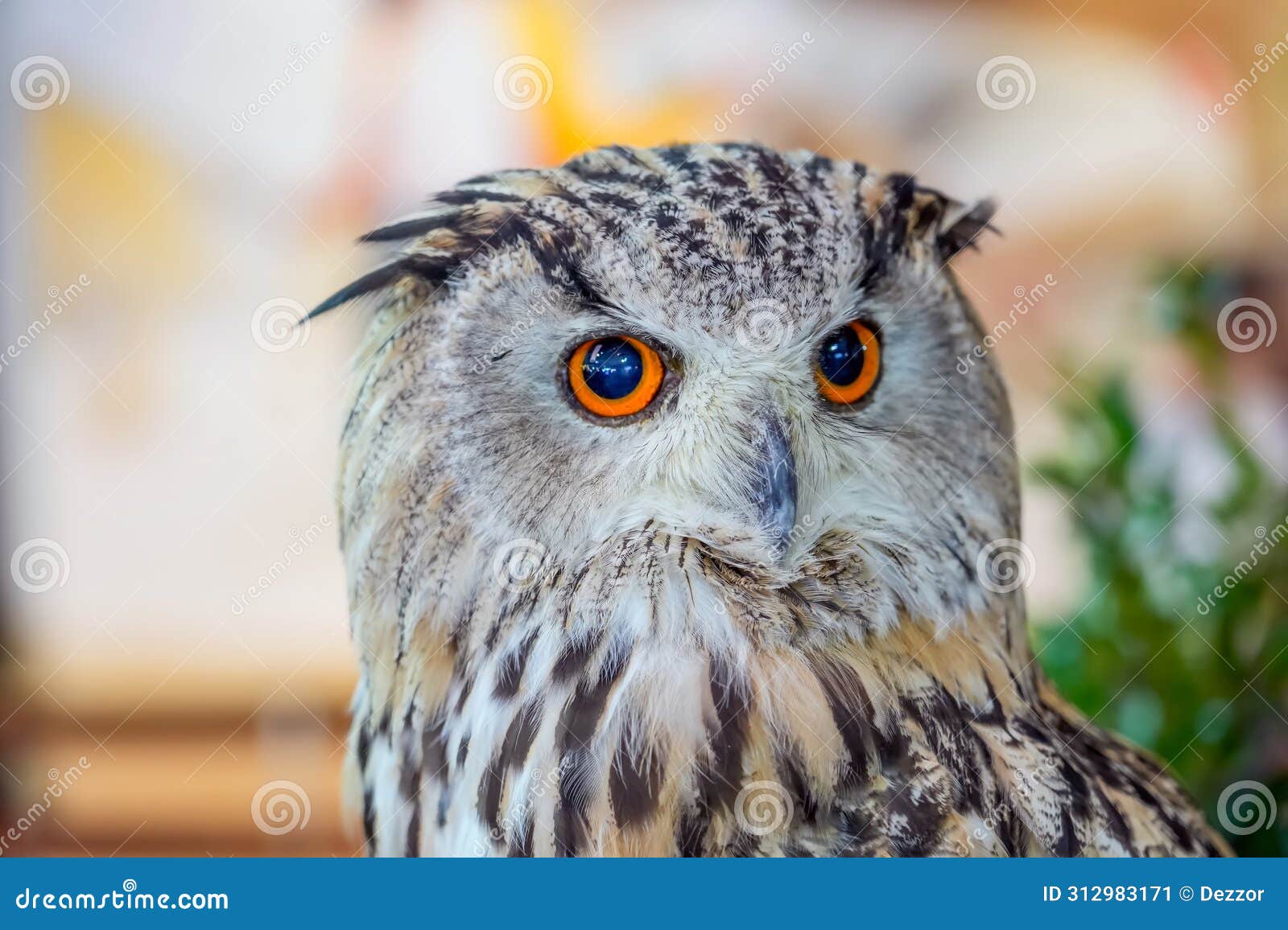 The Owl Turns Its Head in Different Directions Stock Image - Image of ...