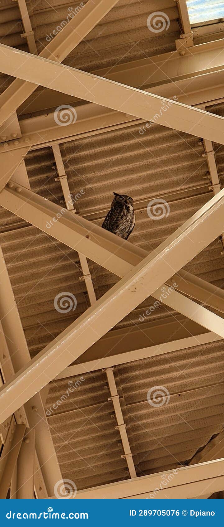 Owl up in the rafters stock photo. Image of design, iron - 289705076