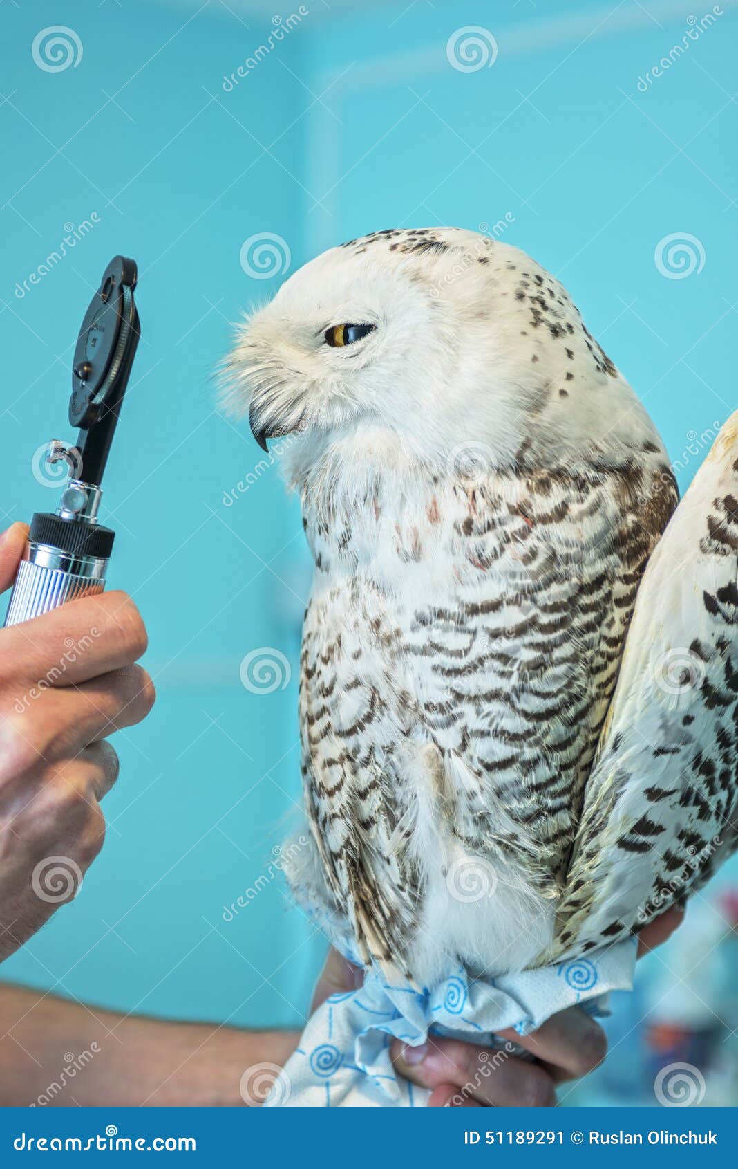 Doctor Owl Photos - Free & Royalty-Free Stock Photos from Dreamstime