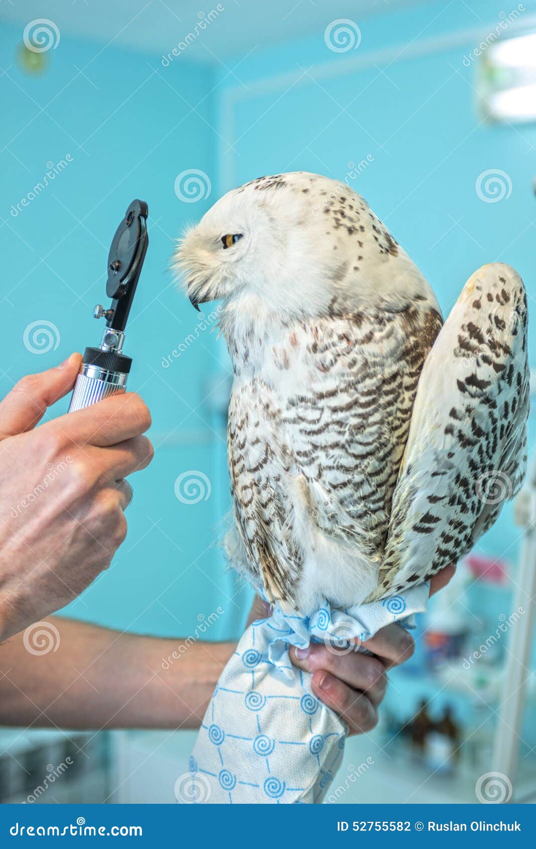 Owl at vet stock photo. Image of occupation, bird, avian - 52755582
