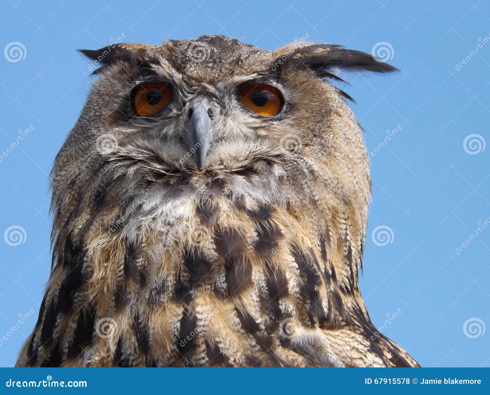 Owl stock photo. Image of stare, birds, animals, wild - 67915578